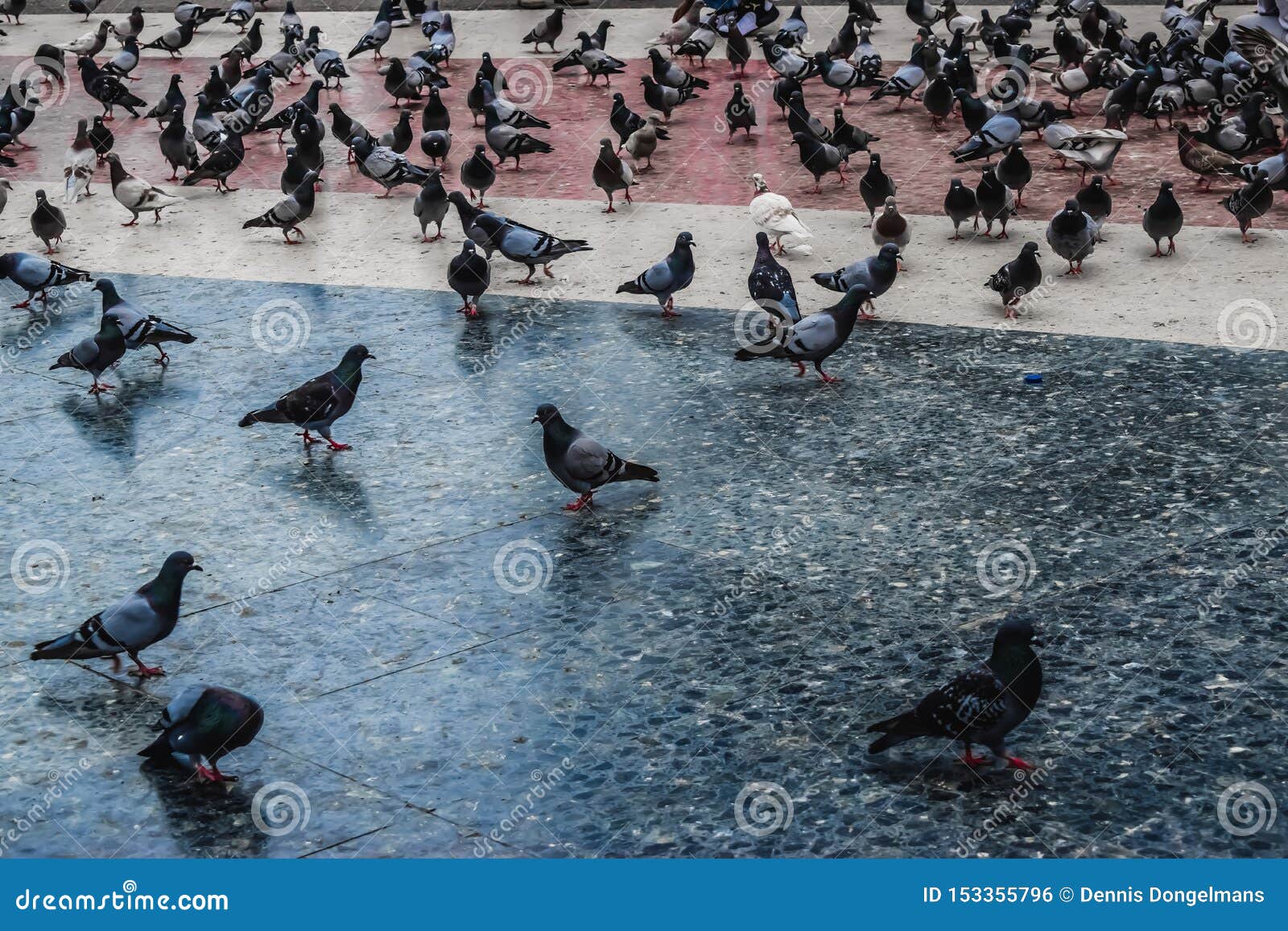 Pigeon in a Square in Barcelona Stock Photo - Image of architecture ...