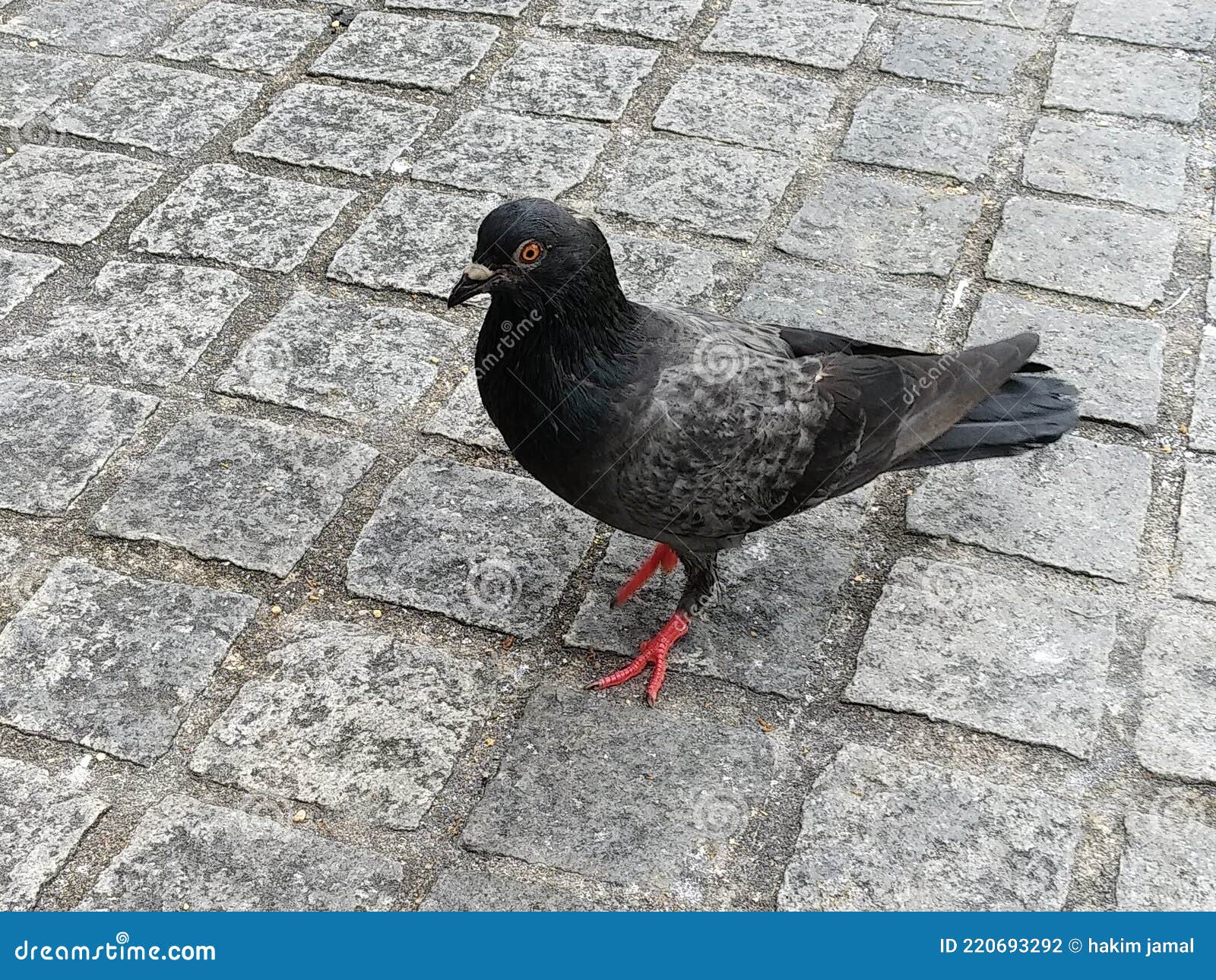 Pigeon on a Square Pavement Stock Photo - Image of seabird, animal ...