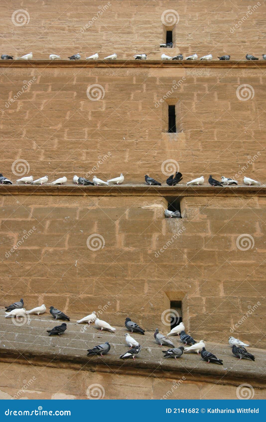 Pigeon Stairway stock photo. Image of mediterranean, nature - 2141682