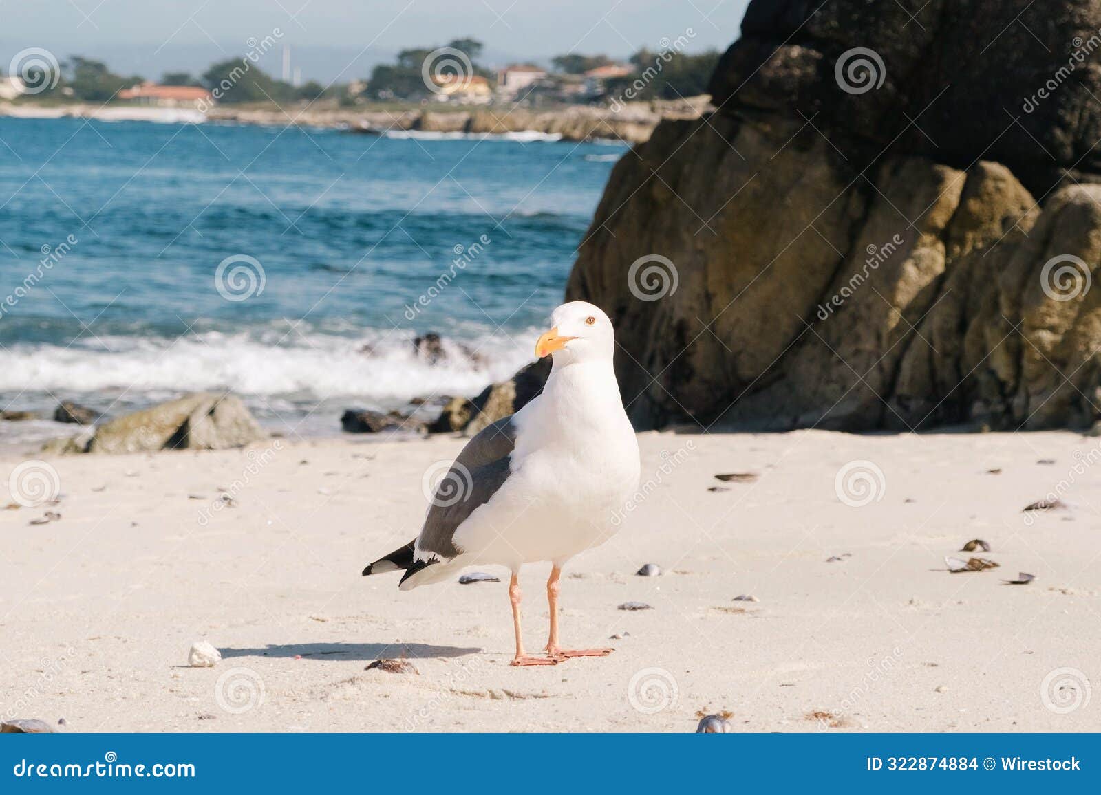 Pigeon On The Beach Royalty-Free Stock Photography | CartoonDealer.com ...
