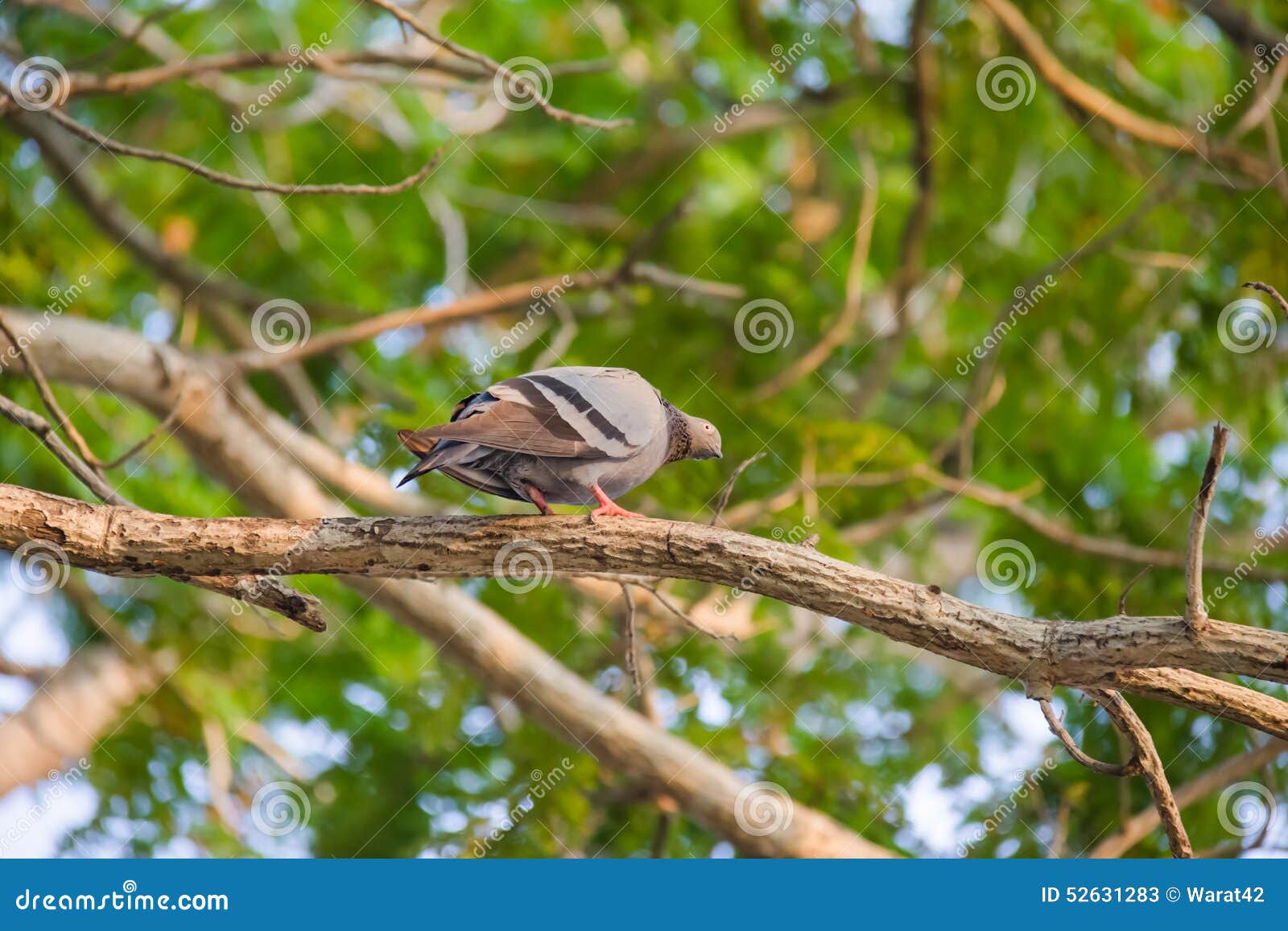 Pigeon Standing on a Branch, Back Profile Stock Image - Image of ...