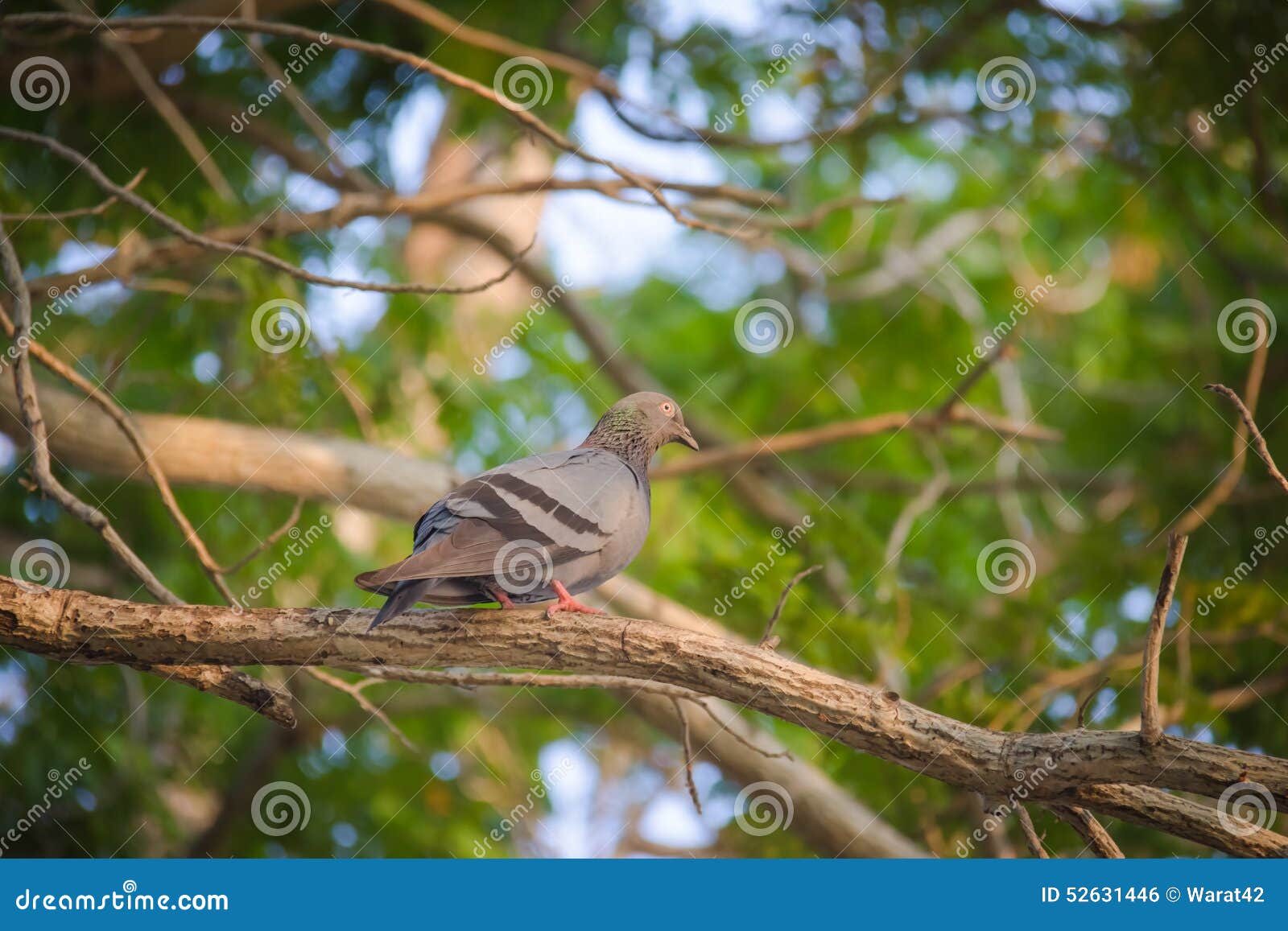 Pigeon Standing on a Branch, Back Profile Stock Photo - Image of back ...