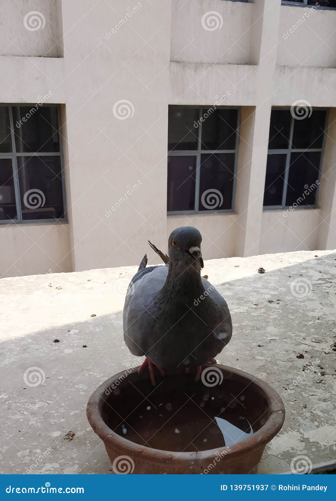A pigeon stock image. Image of pigeon, building, cuckoo - 139751937