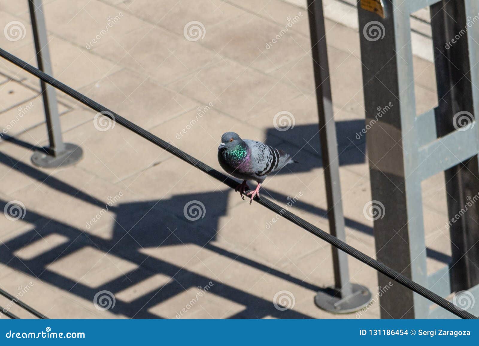 Pigeon standing on a cable stock photo. Image of forest - 131186454
