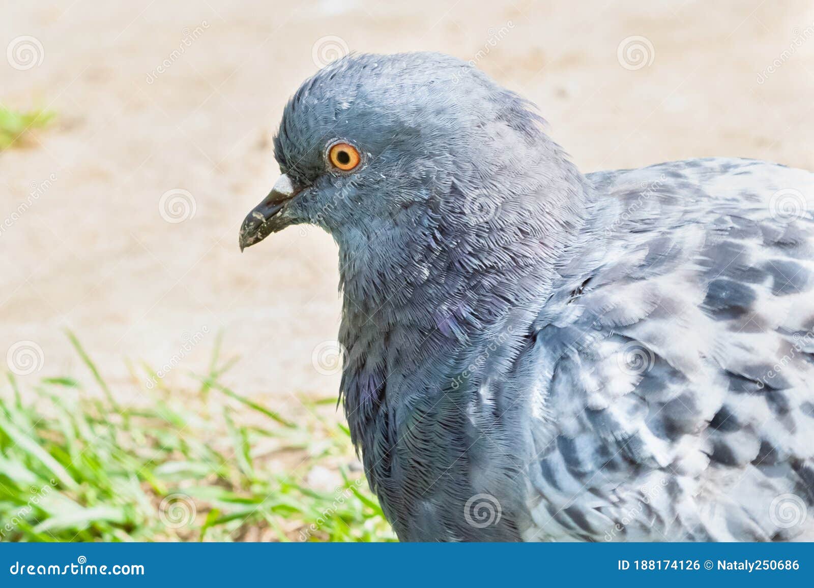 Pigeon Standing Close in Profile Bird Macro Stock Photo - Image of ...