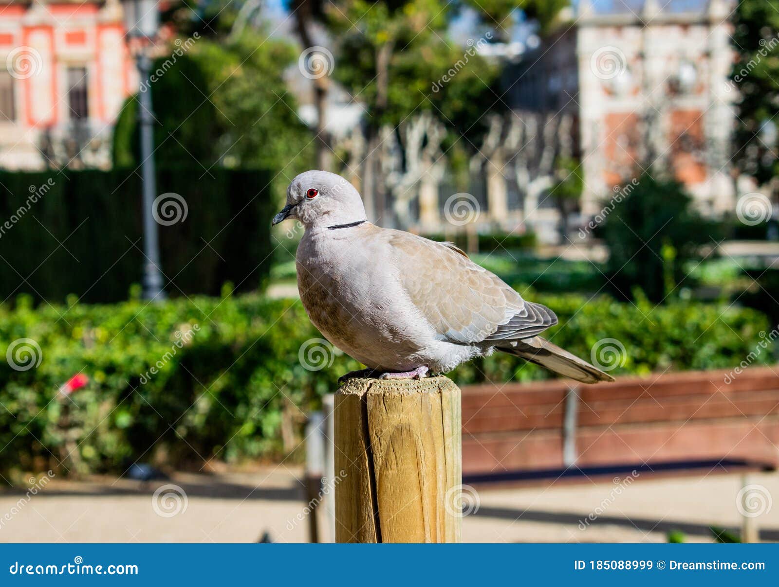 Pigeon On A Post Sticking Out Of A River Stock Photo | CartoonDealer ...