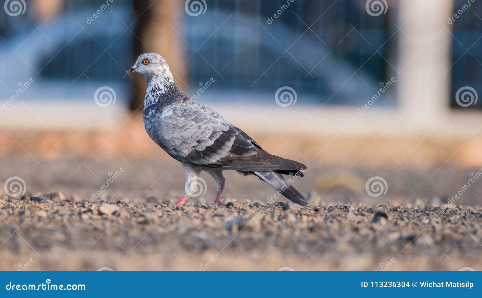Pigeon Standing the Side View Gracefully Stock Photo - Image of ...