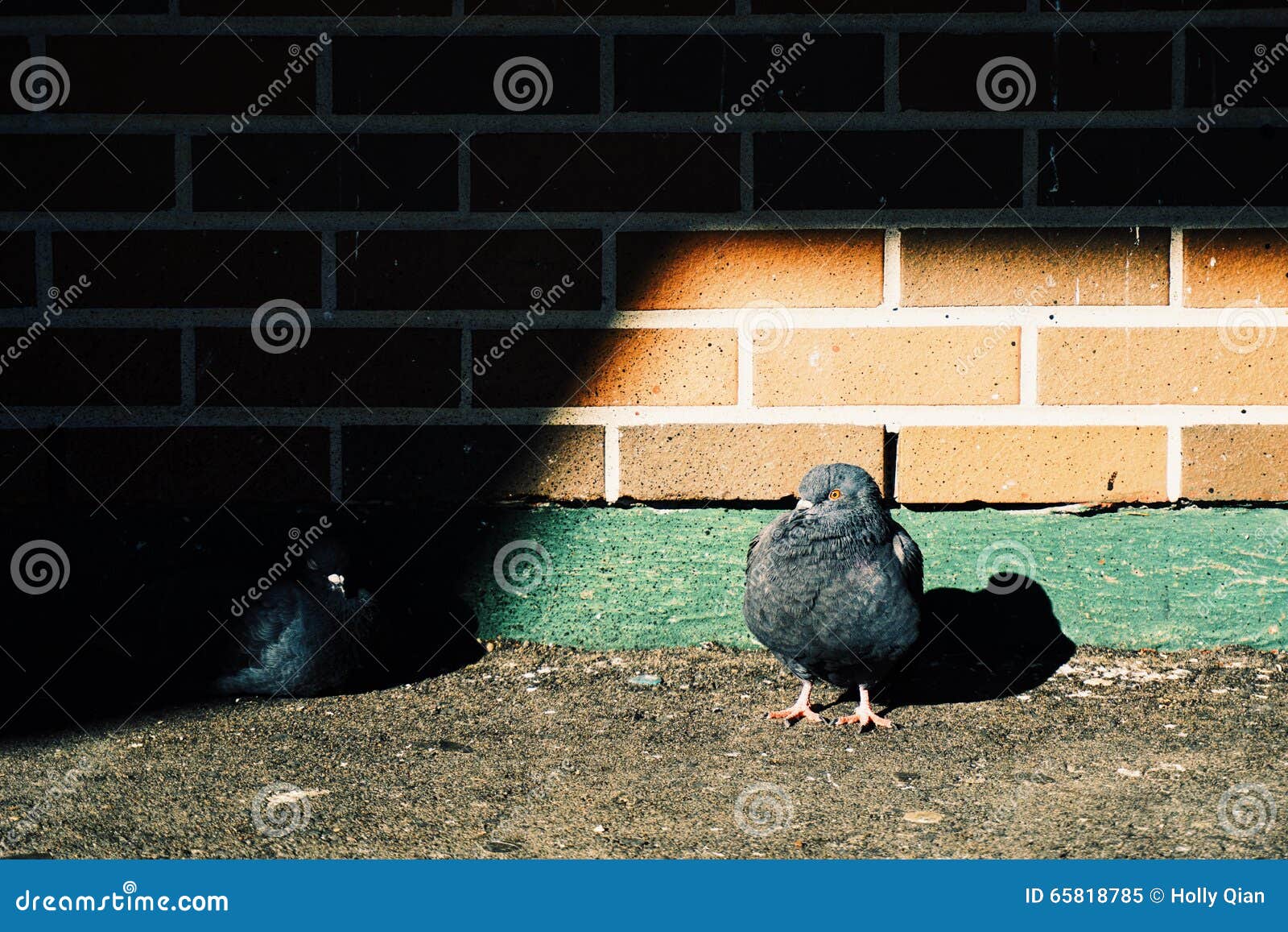 Pigeon stock image. Image of shadow, pigeon, animal - 65818785