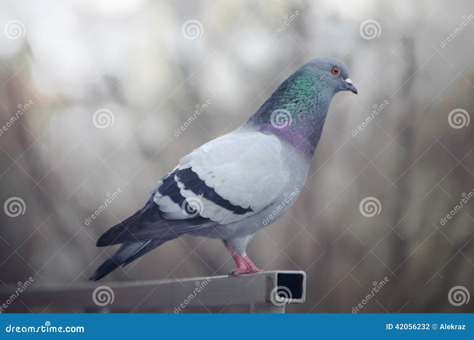 Pigeon standing at the top stock photo. Image of life - 42056232