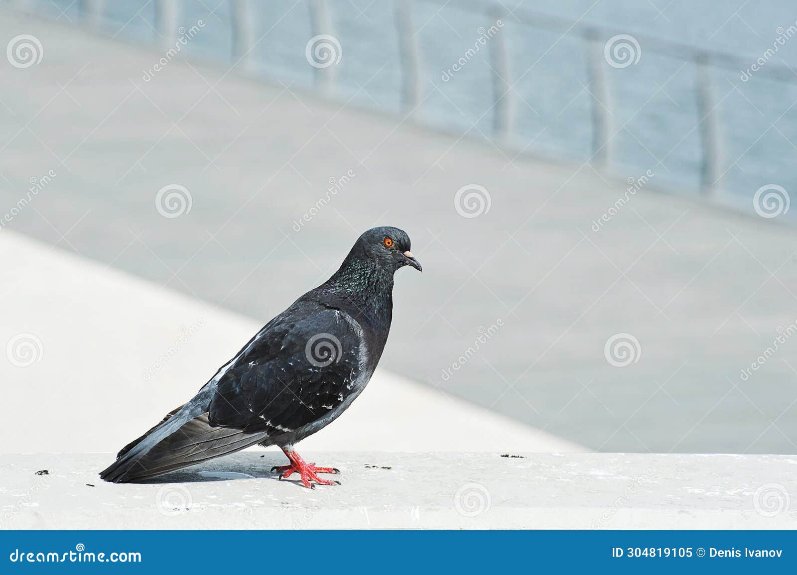 A Pigeon Stands on a Concrete Parapet - a Place for Text Stock Image ...