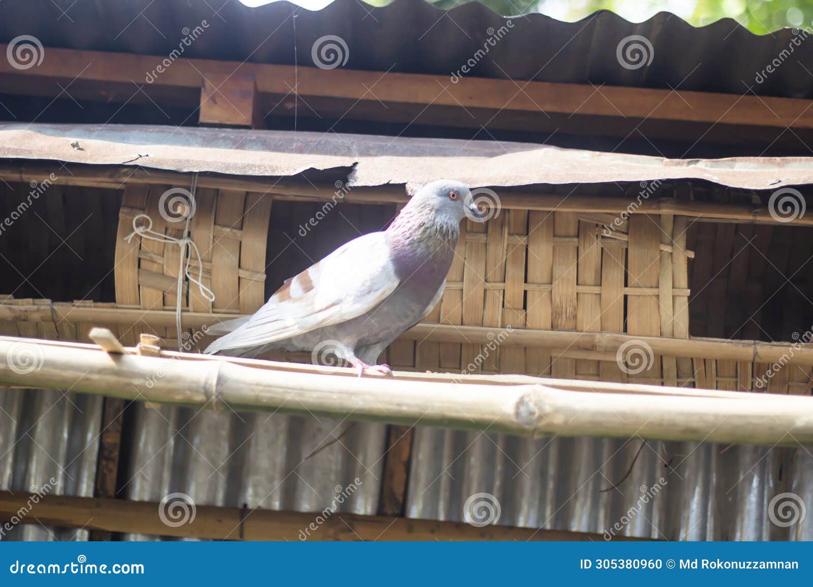 A Pigeon Stands on the Dry Bamboo in Front of His House Gate Stock ...