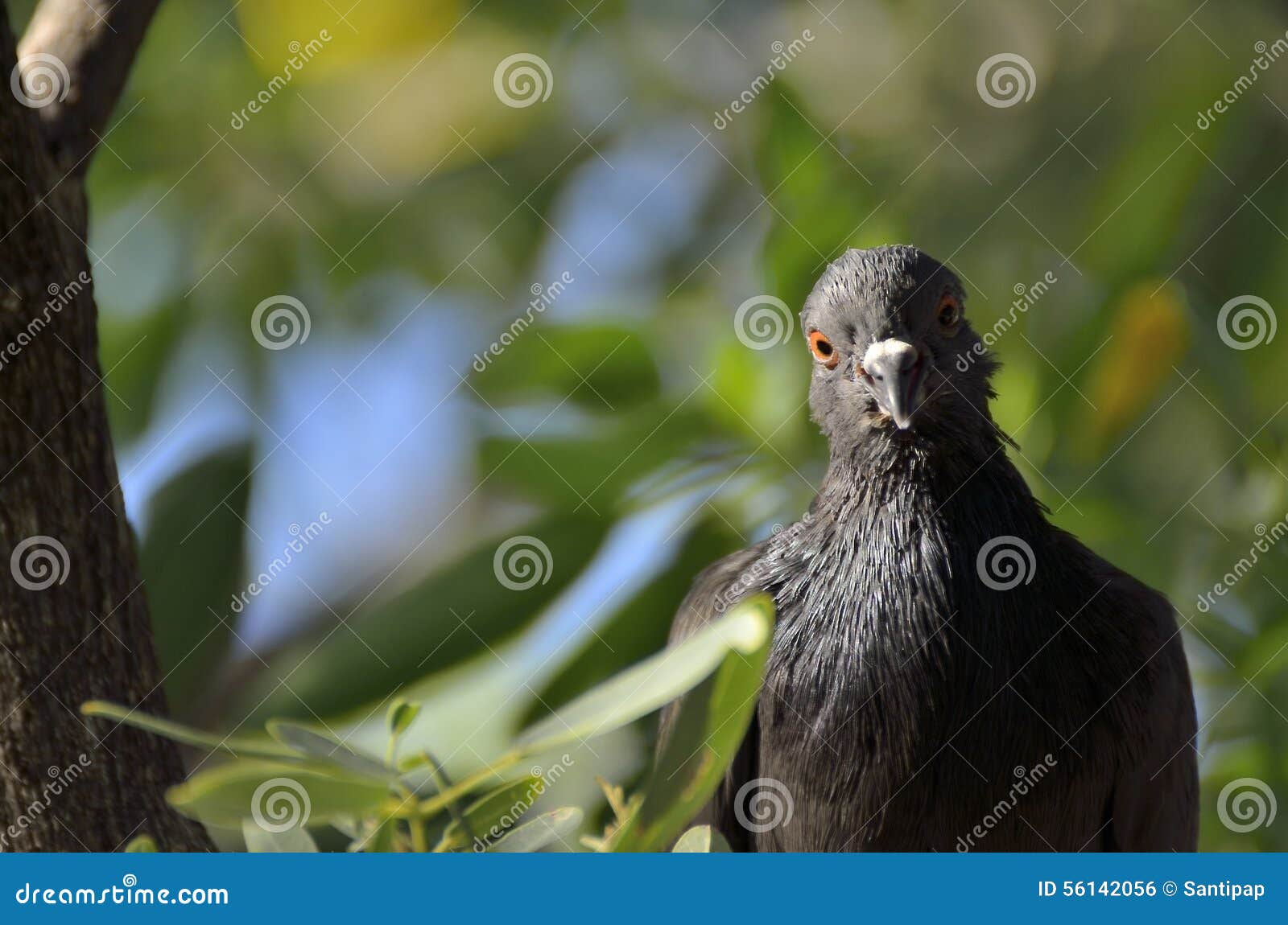 Pigeon Stare stock photo. Image of portrait, lonely, purity - 56142056