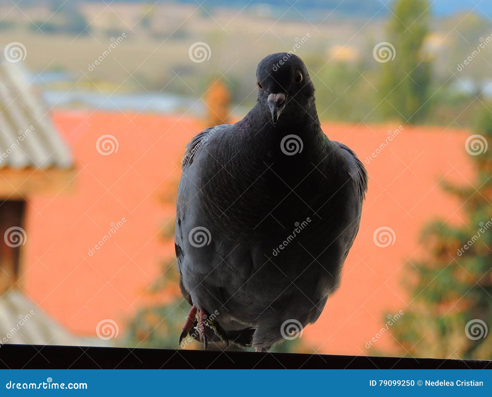 Pigeon stock photo. Image of staring, dove, wild, pigeon - 79099250