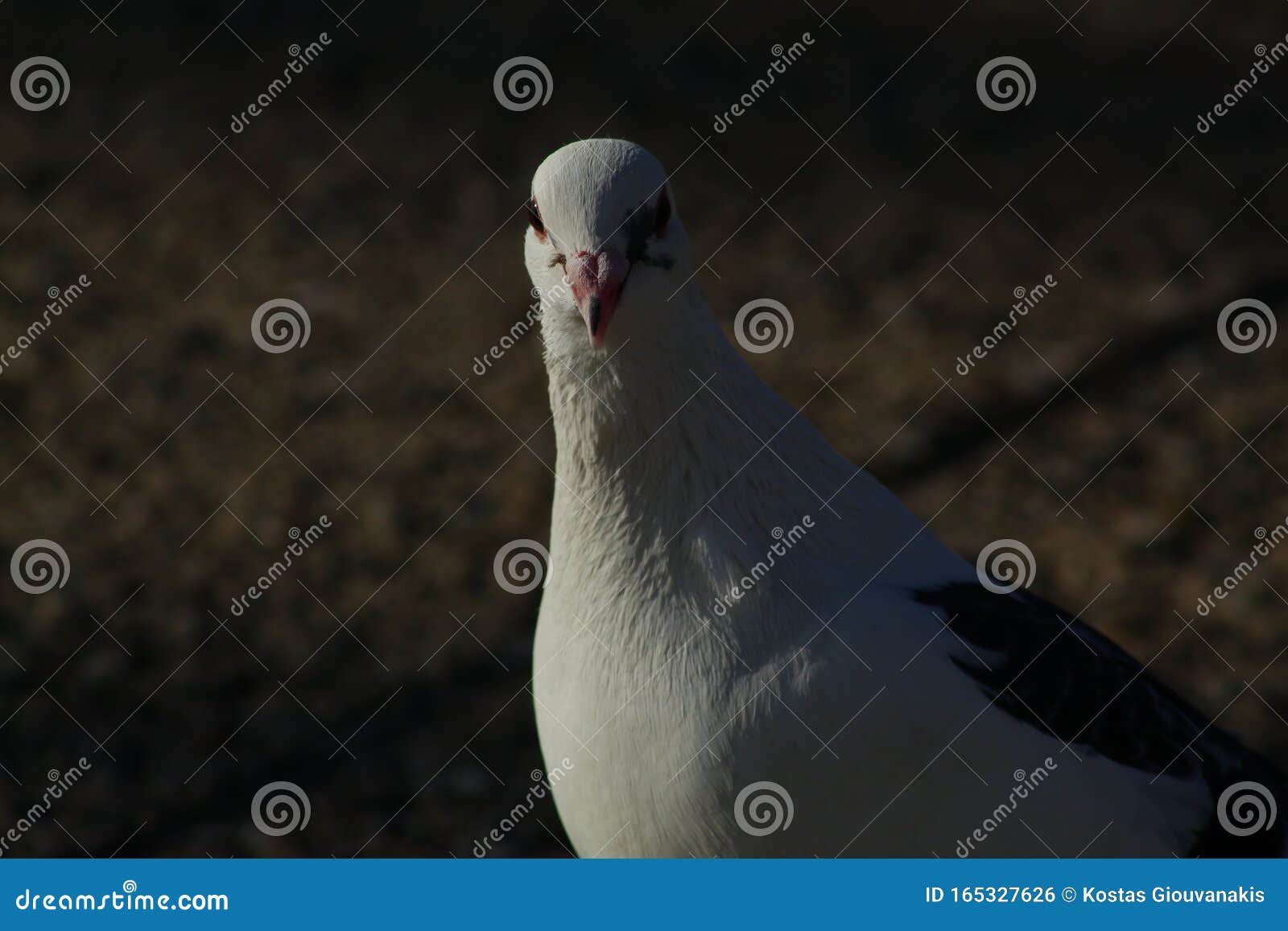 Pigeon Staring at the Camera Stock Photo - Image of white, bird: 165327626