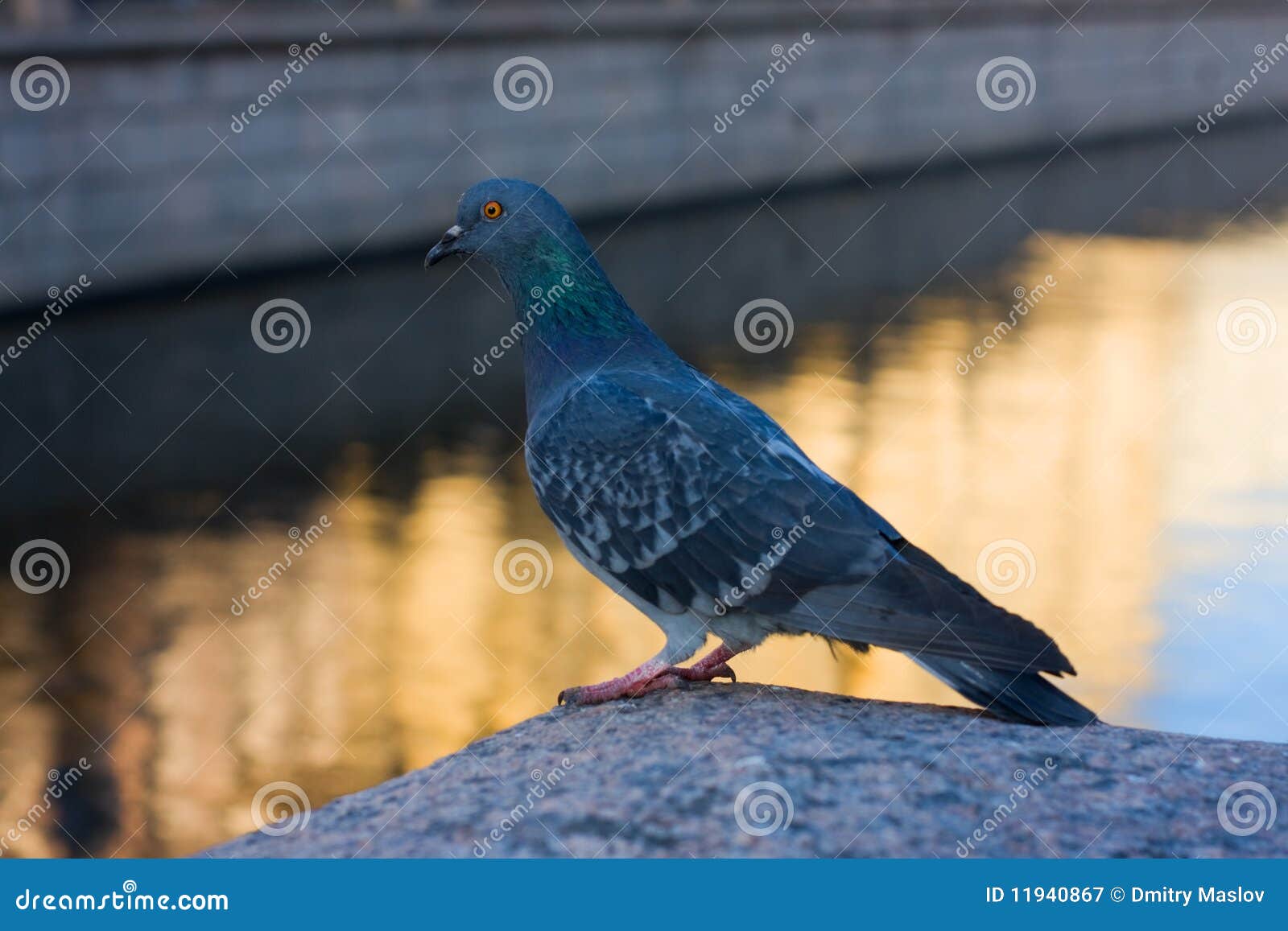 Pigeon on a stone stock image. Image of city, color, outdoors - 11940867