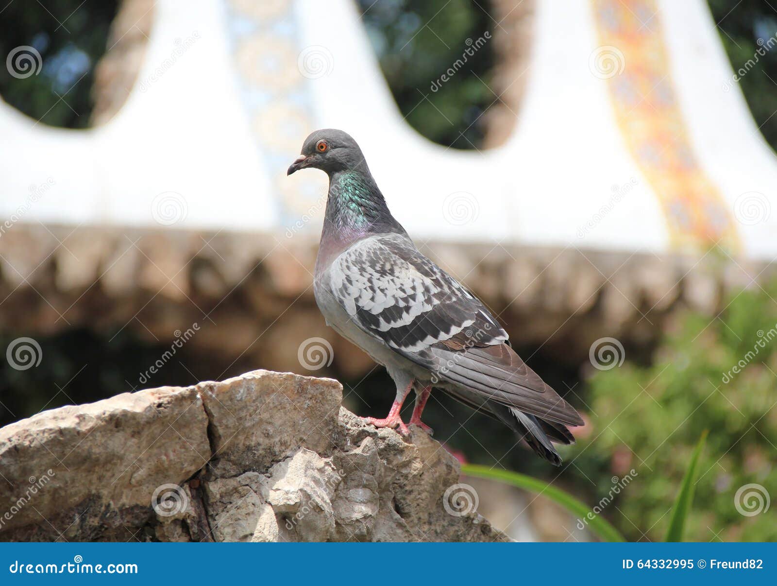 Pigeon on a stone stock image. Image of pest, stone, pets - 64332995