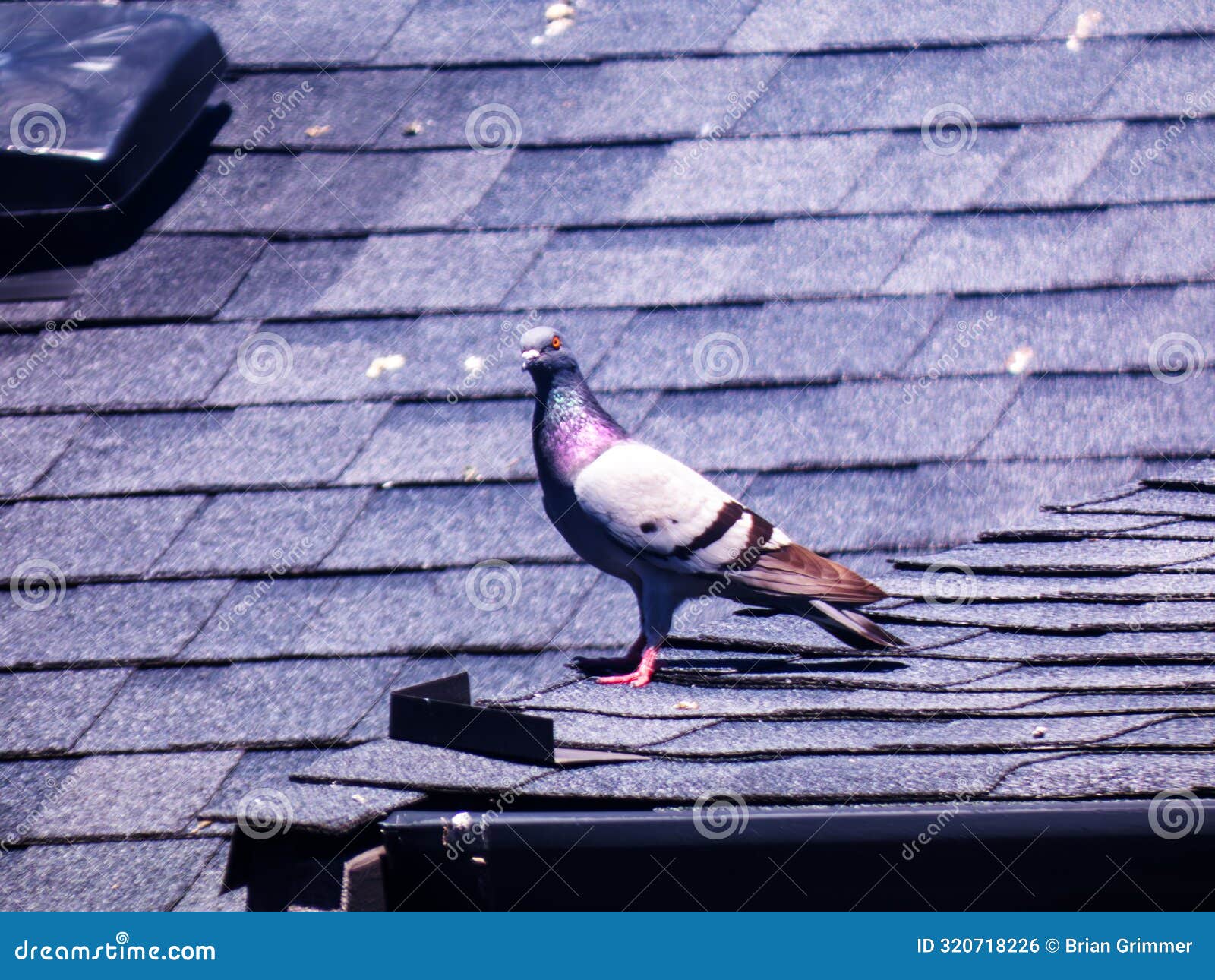 A pigeon in the sun stock photo. Image of flight, animal - 320718226