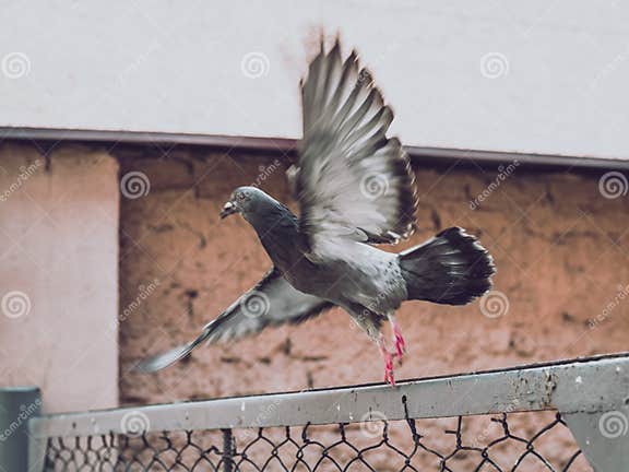 Pigeon Taking Off for Flight Stock Image - Image of animal, watching ...