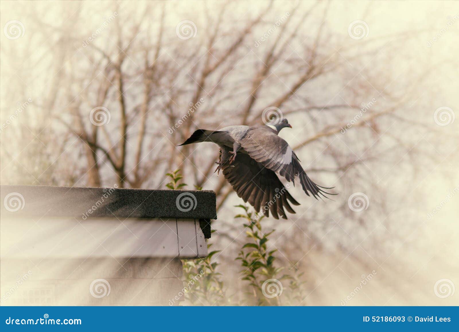 Pigeon taking off stock image. Image of farming, tint - 52186093