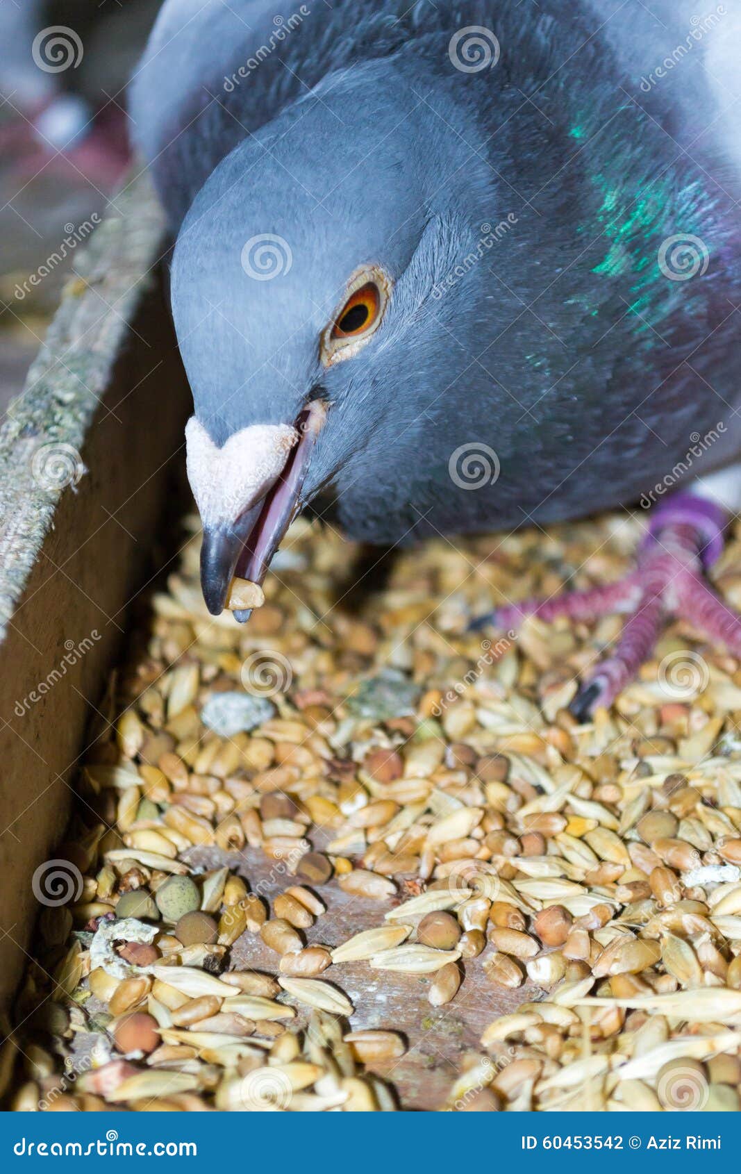 Pigeon Taking Wheat Grain in the Beak Stock Photo - Image of open ...