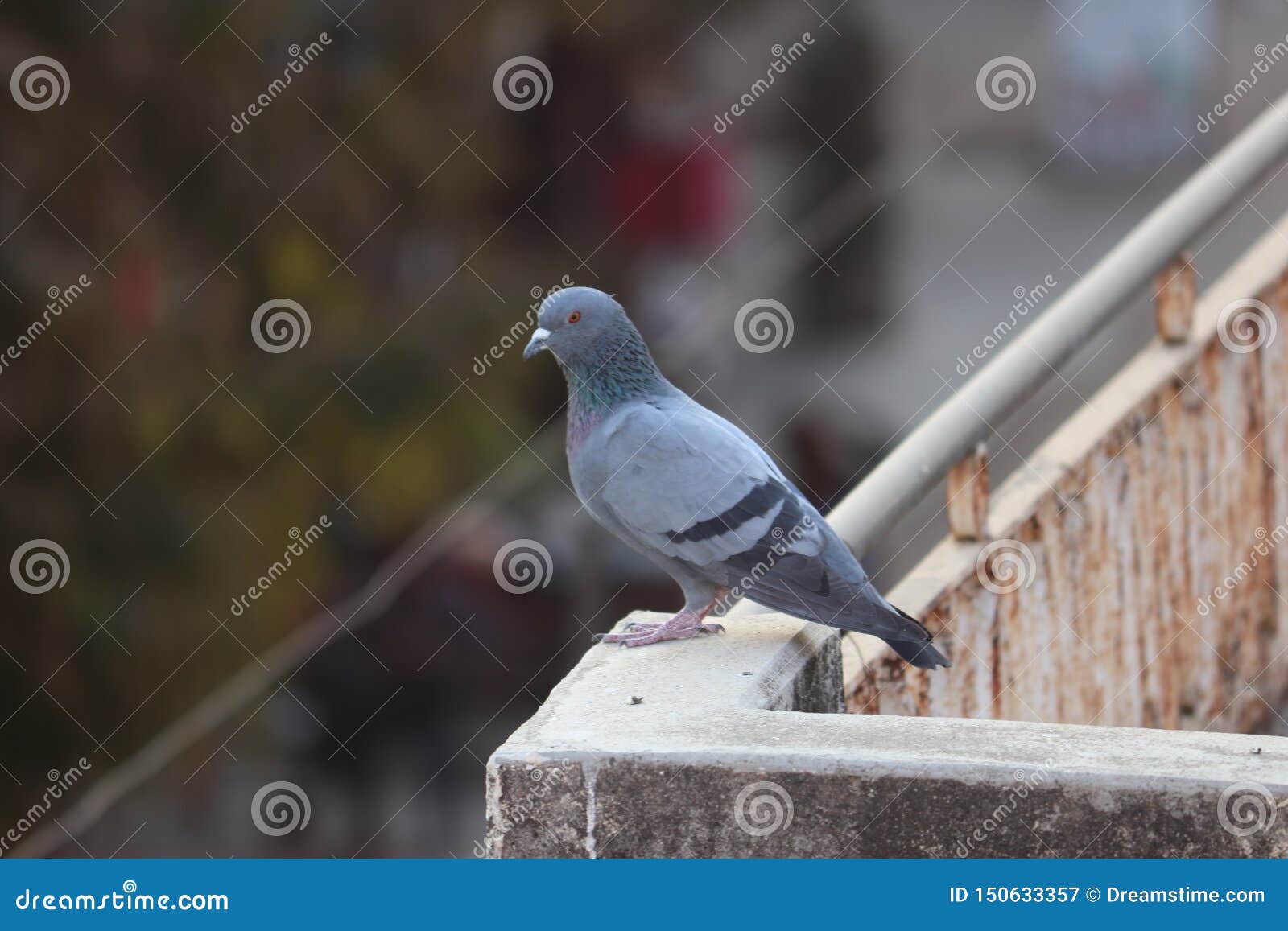 Pigeon on terrace stock image. Image of graceful, bird - 150633357