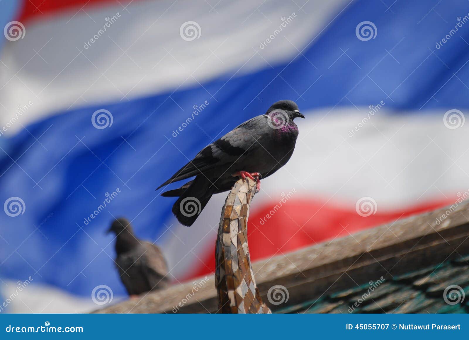 Pigeon Thailand Flag Background Photos - Free & Royalty-Free Stock ...