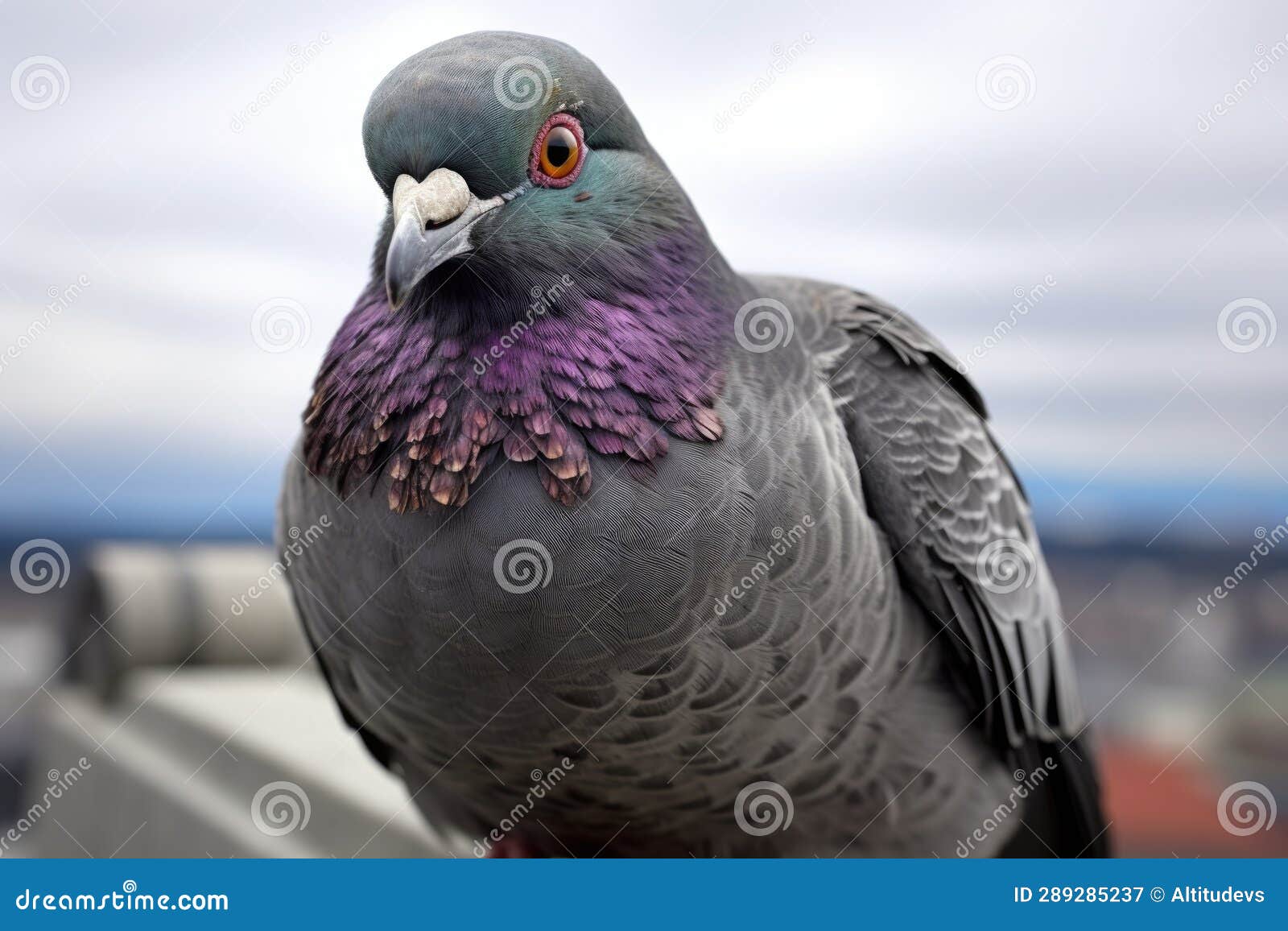 A Pigeon with a Tiny Camera Around Its Neck, on a City Monument Stock ...