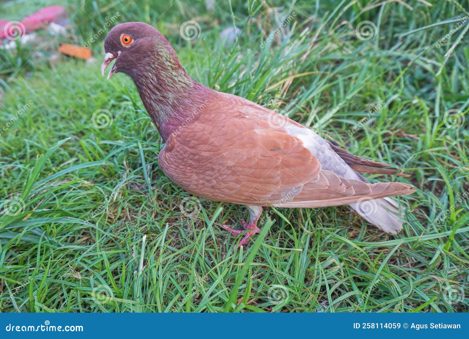 A Tired Pigeon is on the Grass Stock Image - Image of wild, tired ...