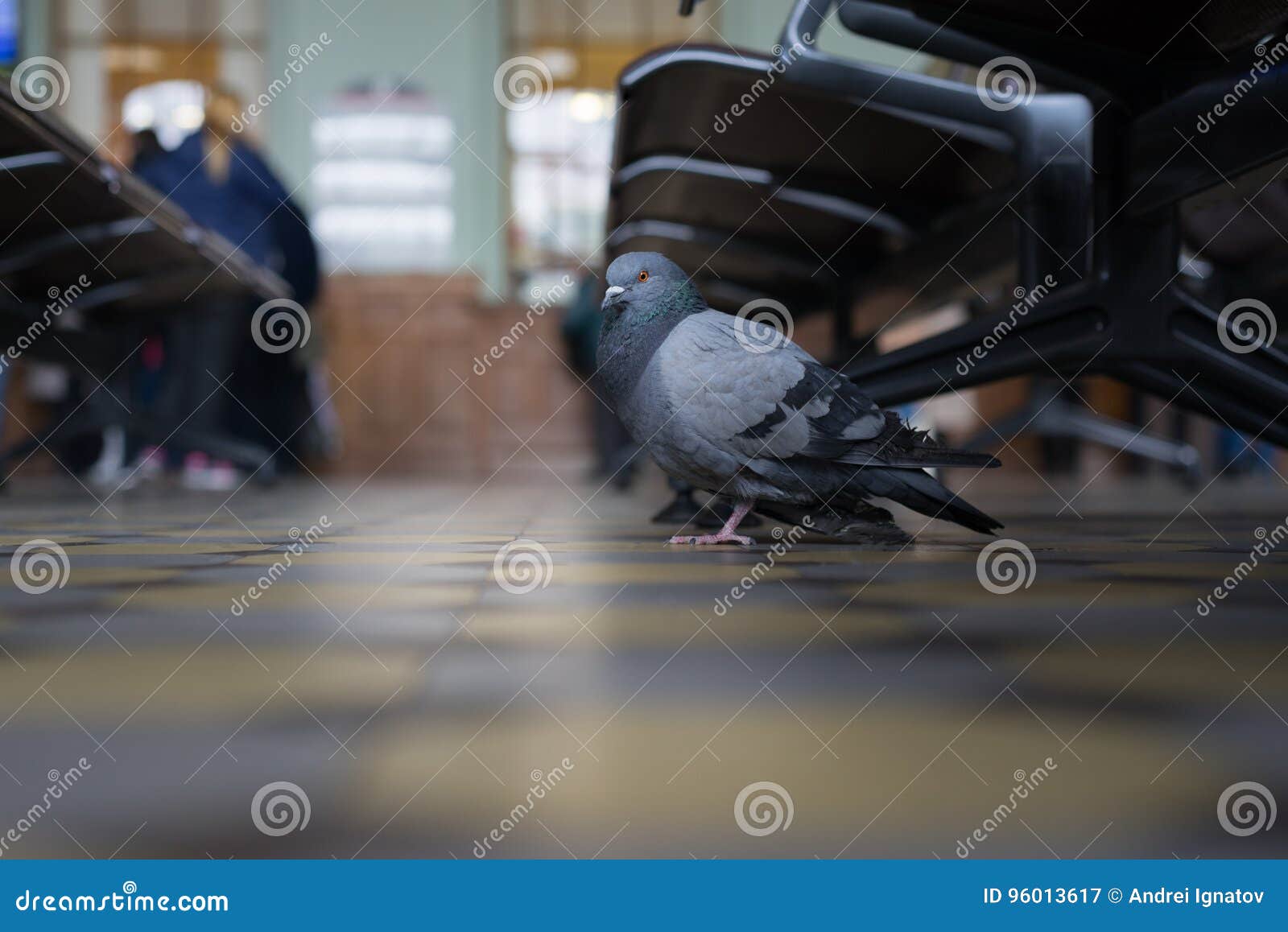 A Pigeon at a Train Station in Saint Petersburg. Stock Image - Image of ...