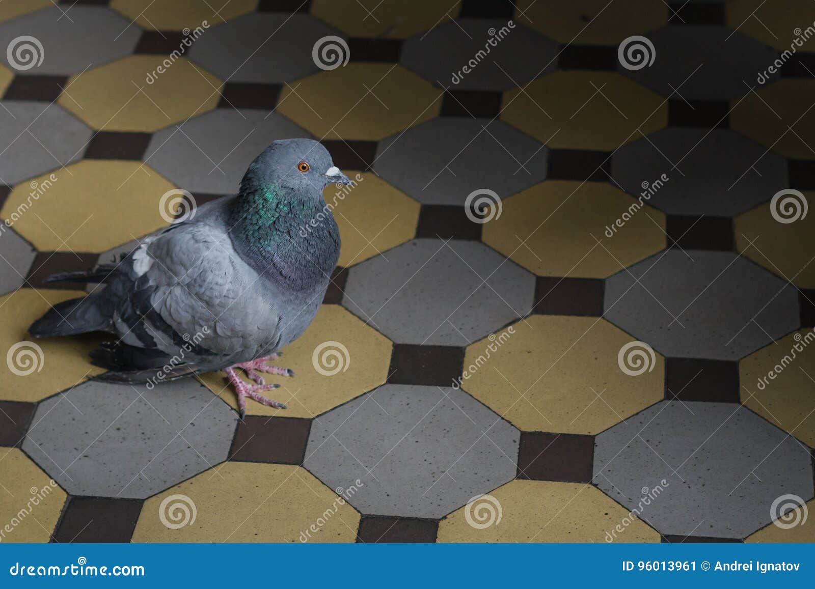 A Pigeon at a Train Station in Saint Petersburg. Stock Image - Image of ...