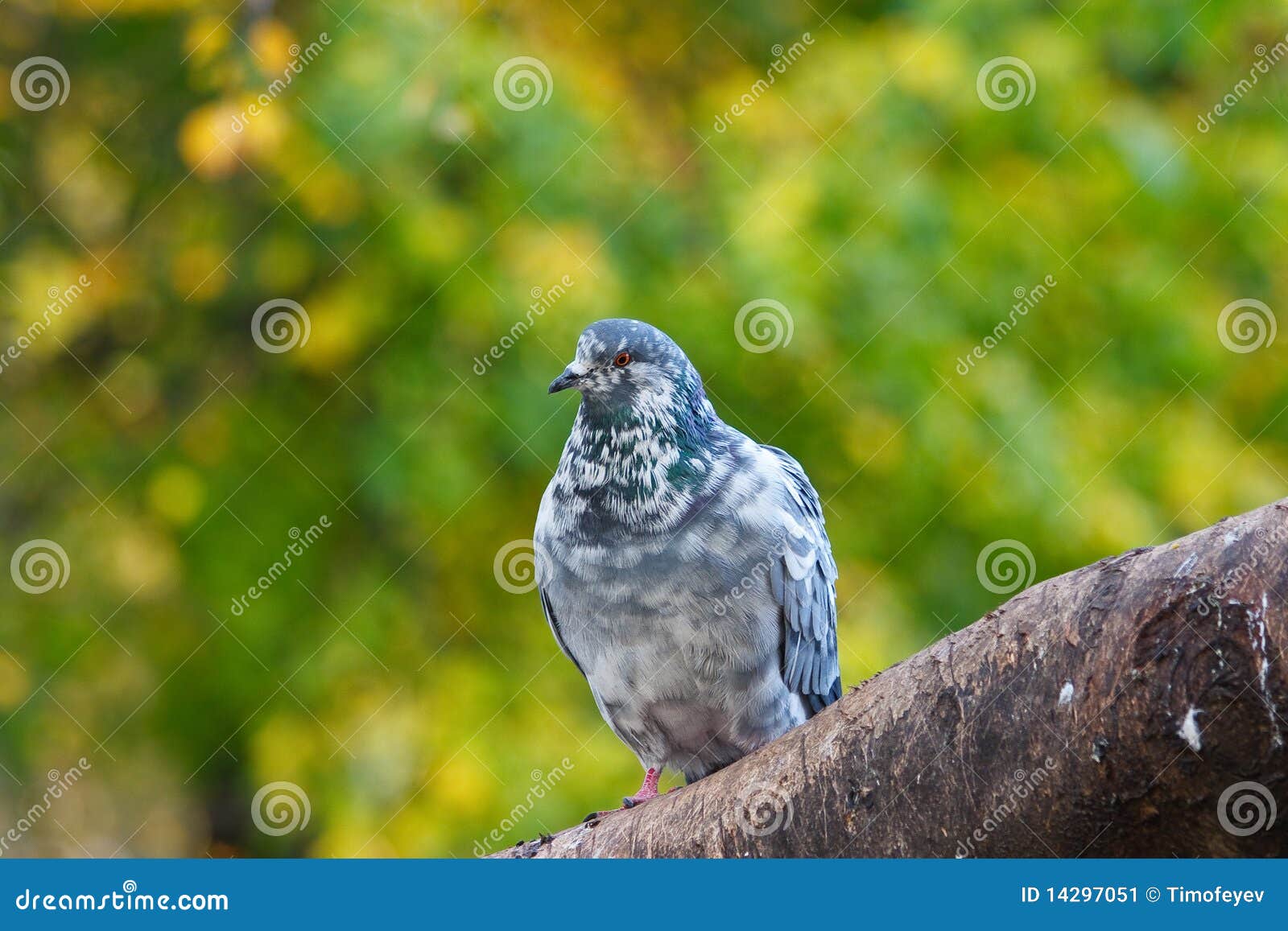 Pigeon on the tree stock image. Image of green, summer - 14297051