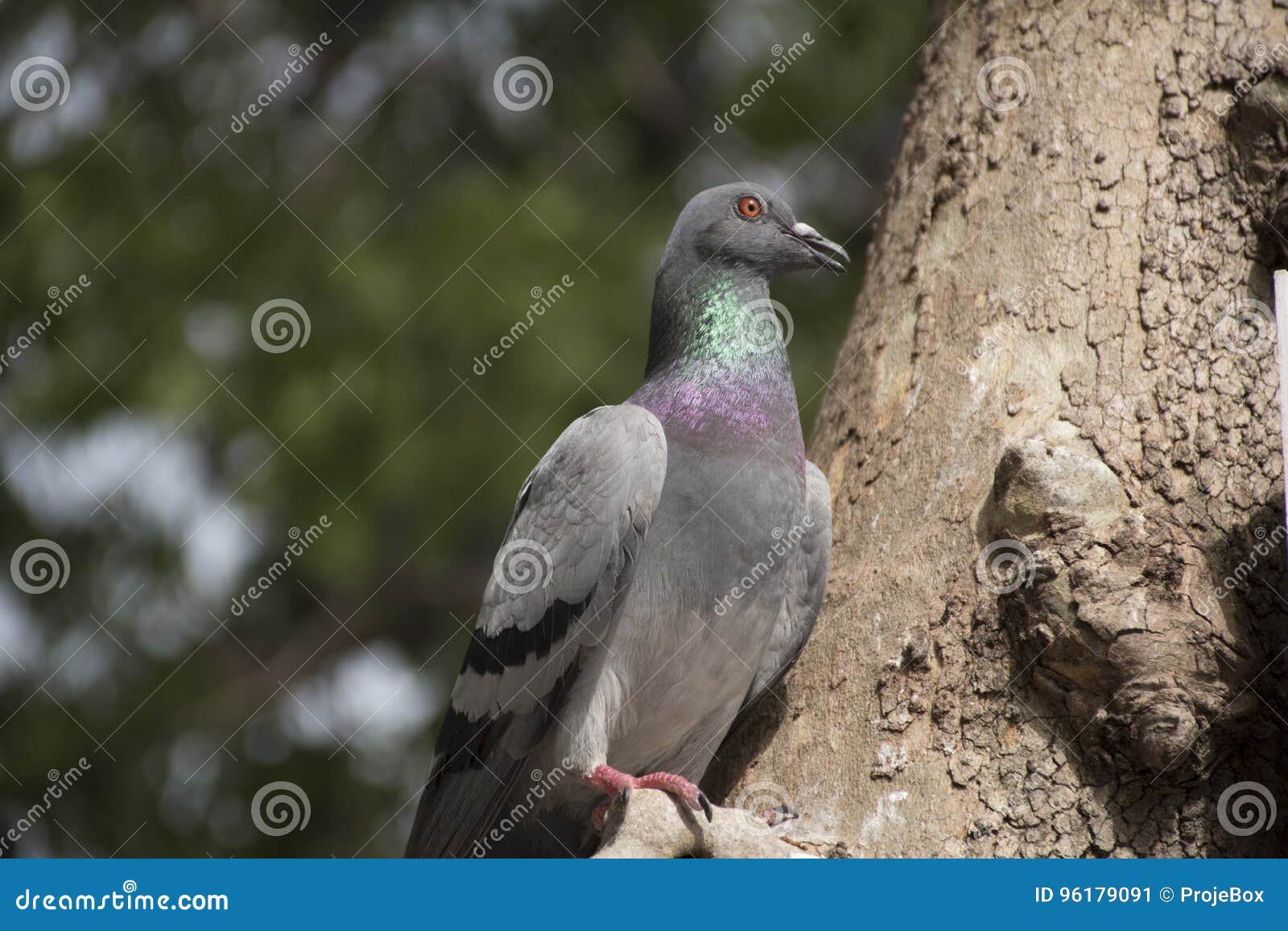 Pigeon in a tree stock image. Image of chest, forge, beans - 96179091