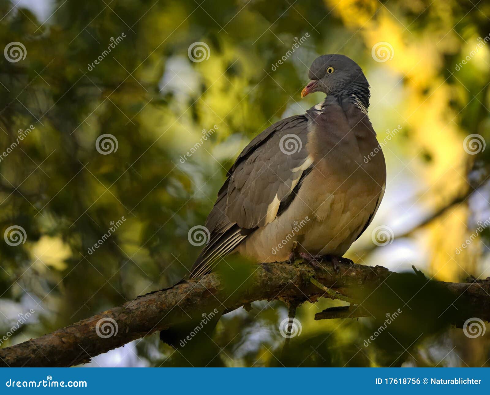 Pigeon on tree branch stock photo. Image of outside, details - 17618756