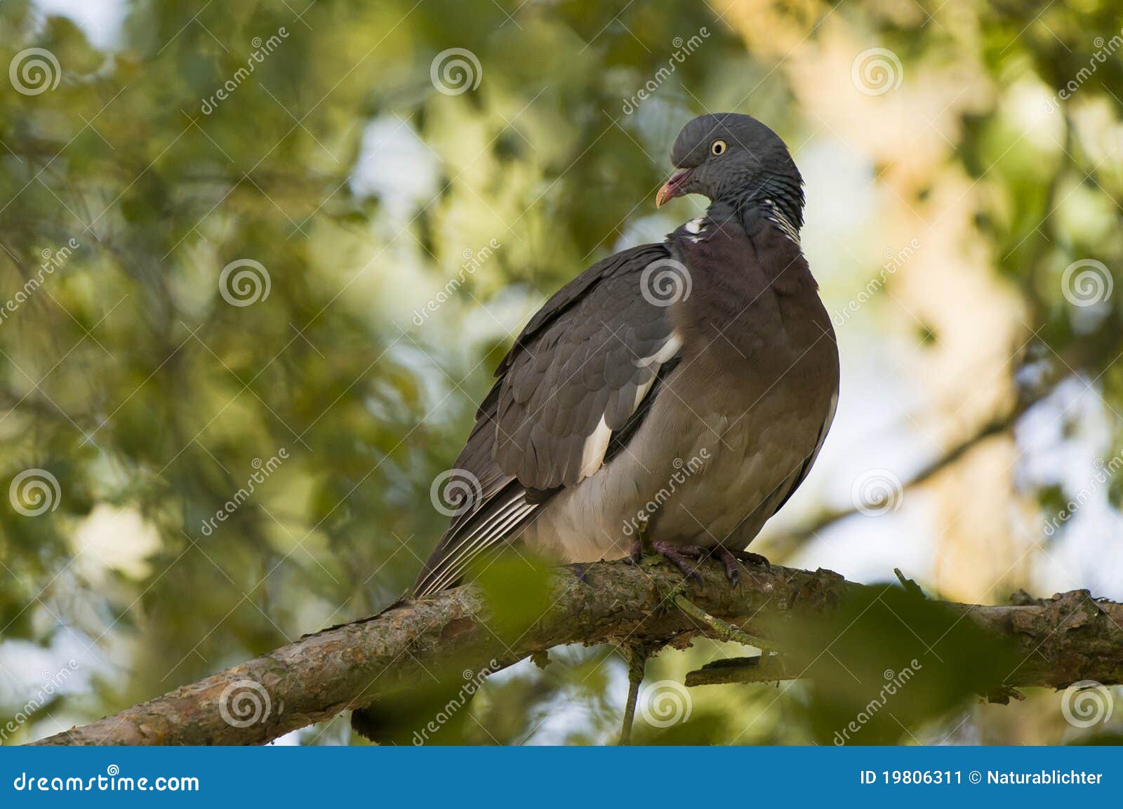 Pigeon On The Tree Royalty-Free Stock Photography | CartoonDealer.com ...
