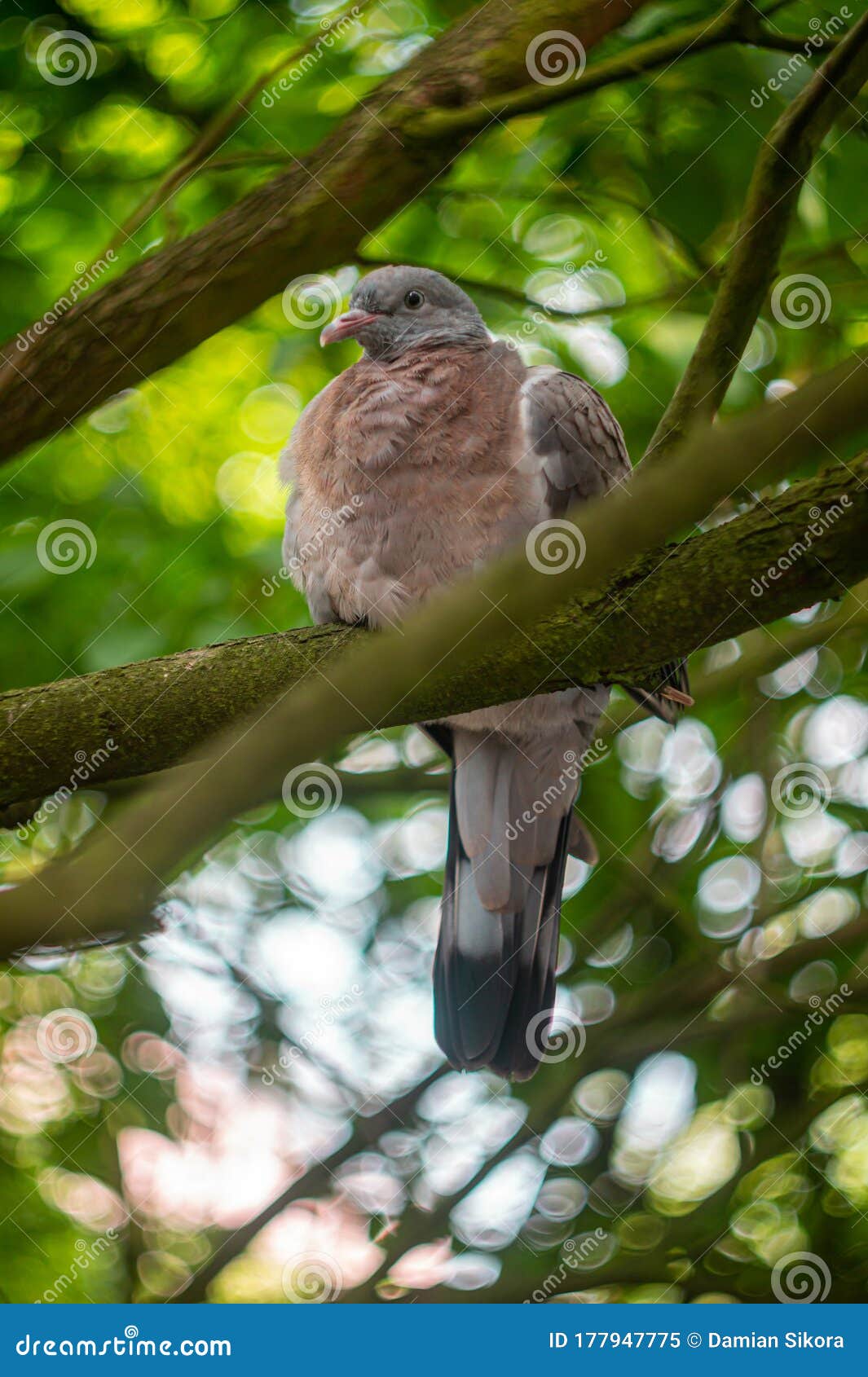 Pigeon On The Tree Royalty-Free Stock Photography | CartoonDealer.com ...