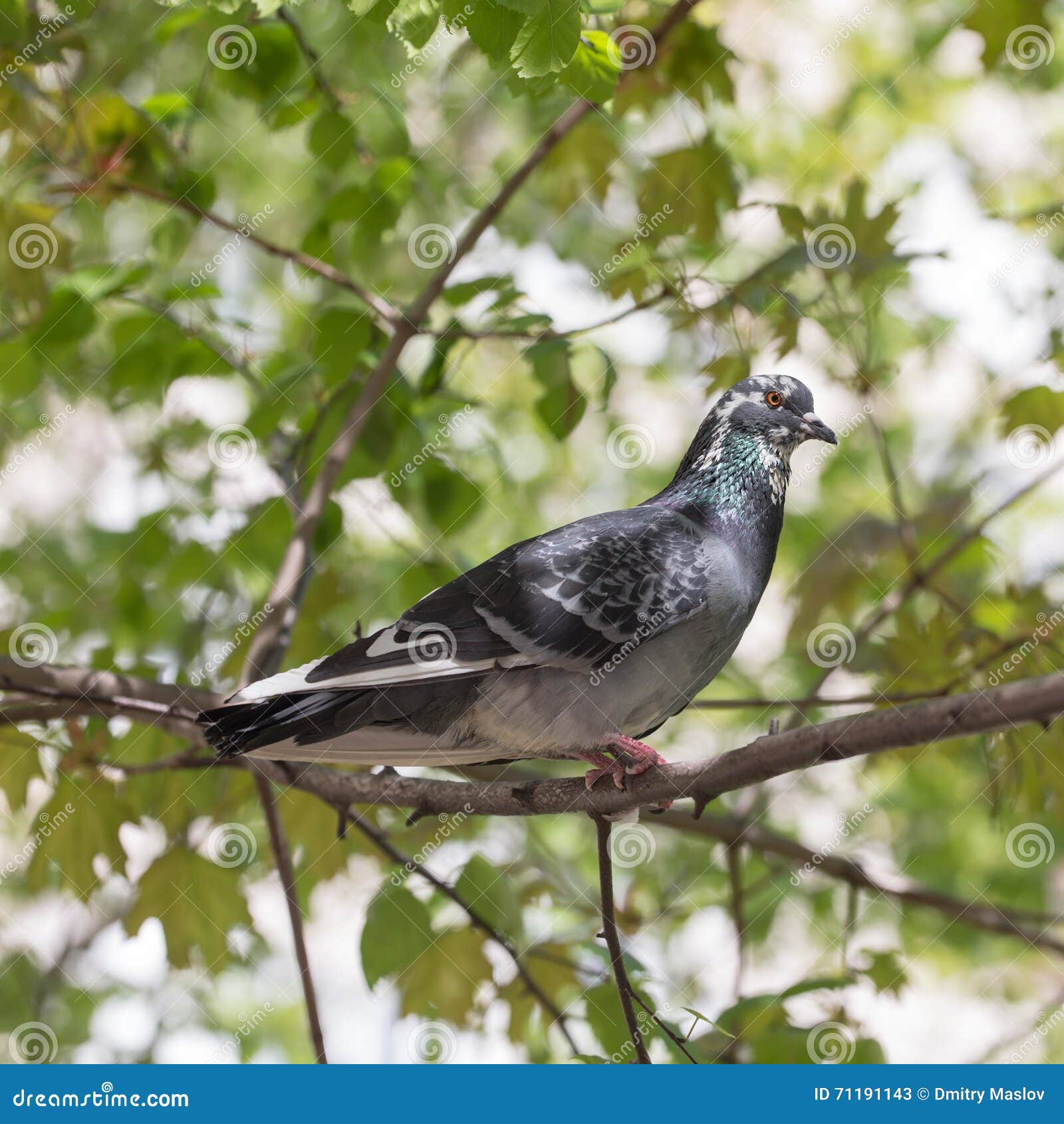 Pigeon on a tree branch stock image. Image of branch - 71191143