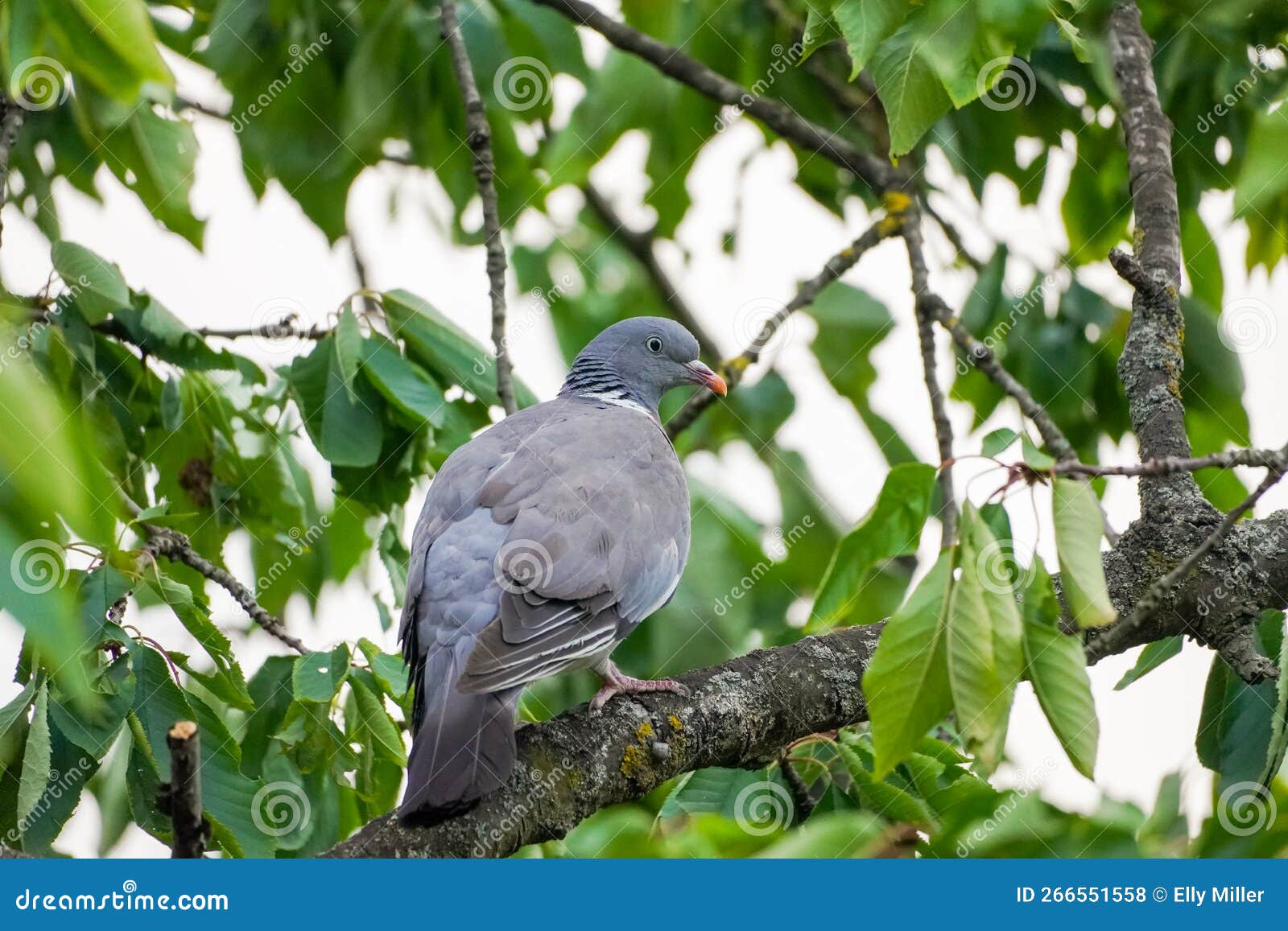 Pigeon on the tree. stock photo. Image of animal, branch - 266551558