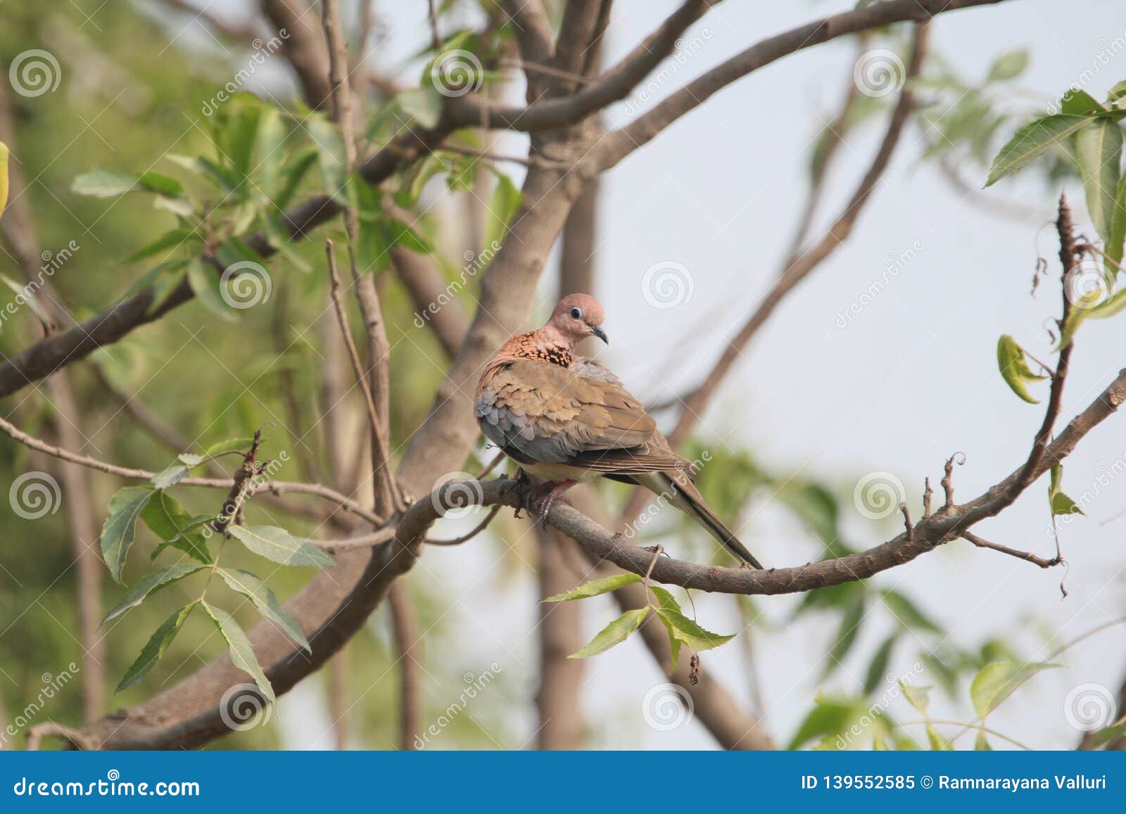 Pigeon, Tree, Leafs, Nature, Bird, Colorful Stock Image - Image of ...