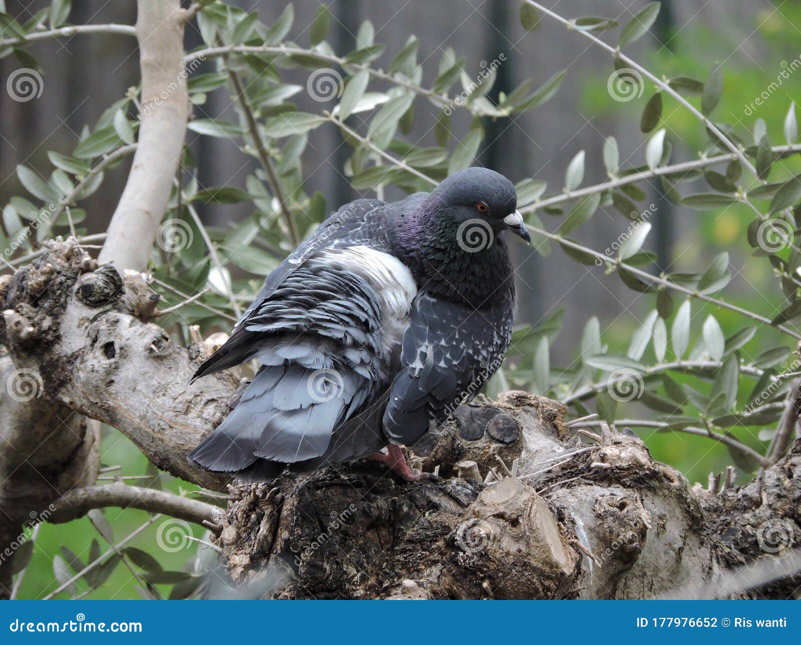 Pigeon On The Tree Royalty-Free Stock Photography | CartoonDealer.com ...