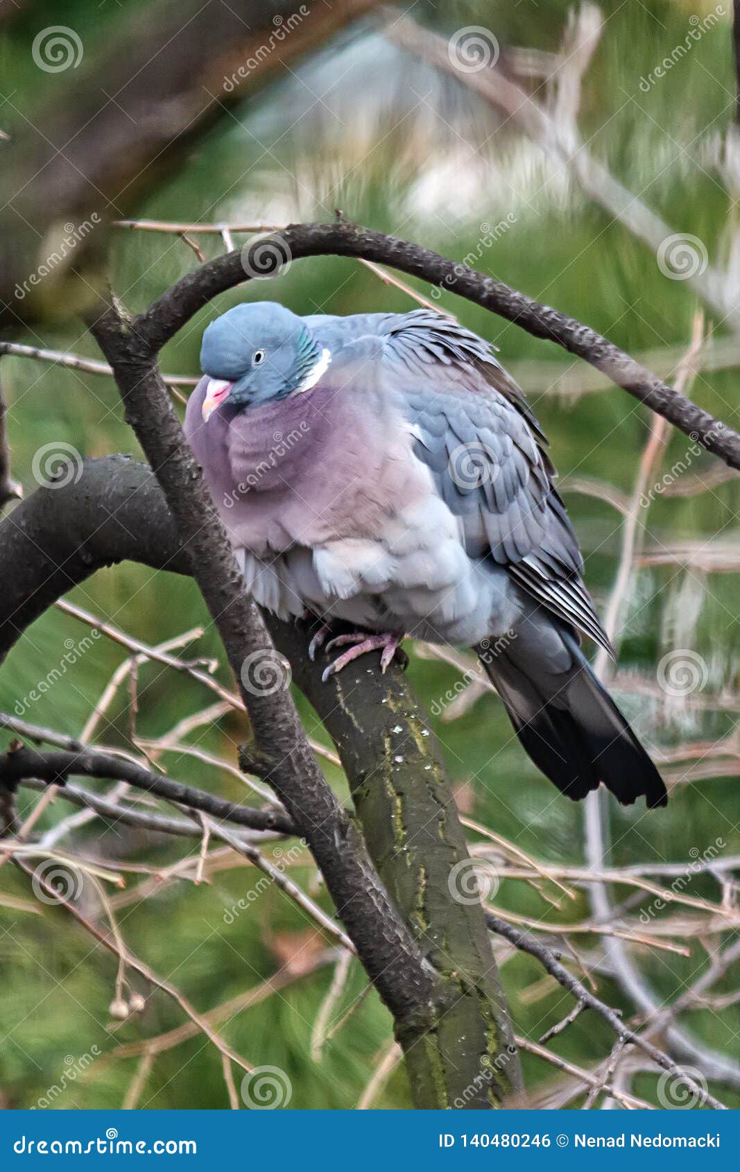 Pigeon On The Tree Royalty-Free Stock Photography | CartoonDealer.com ...