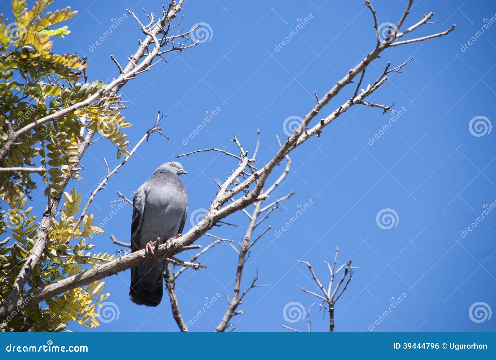 Pigeon on a Tree stock photo. Image of branch, birdie - 39444796