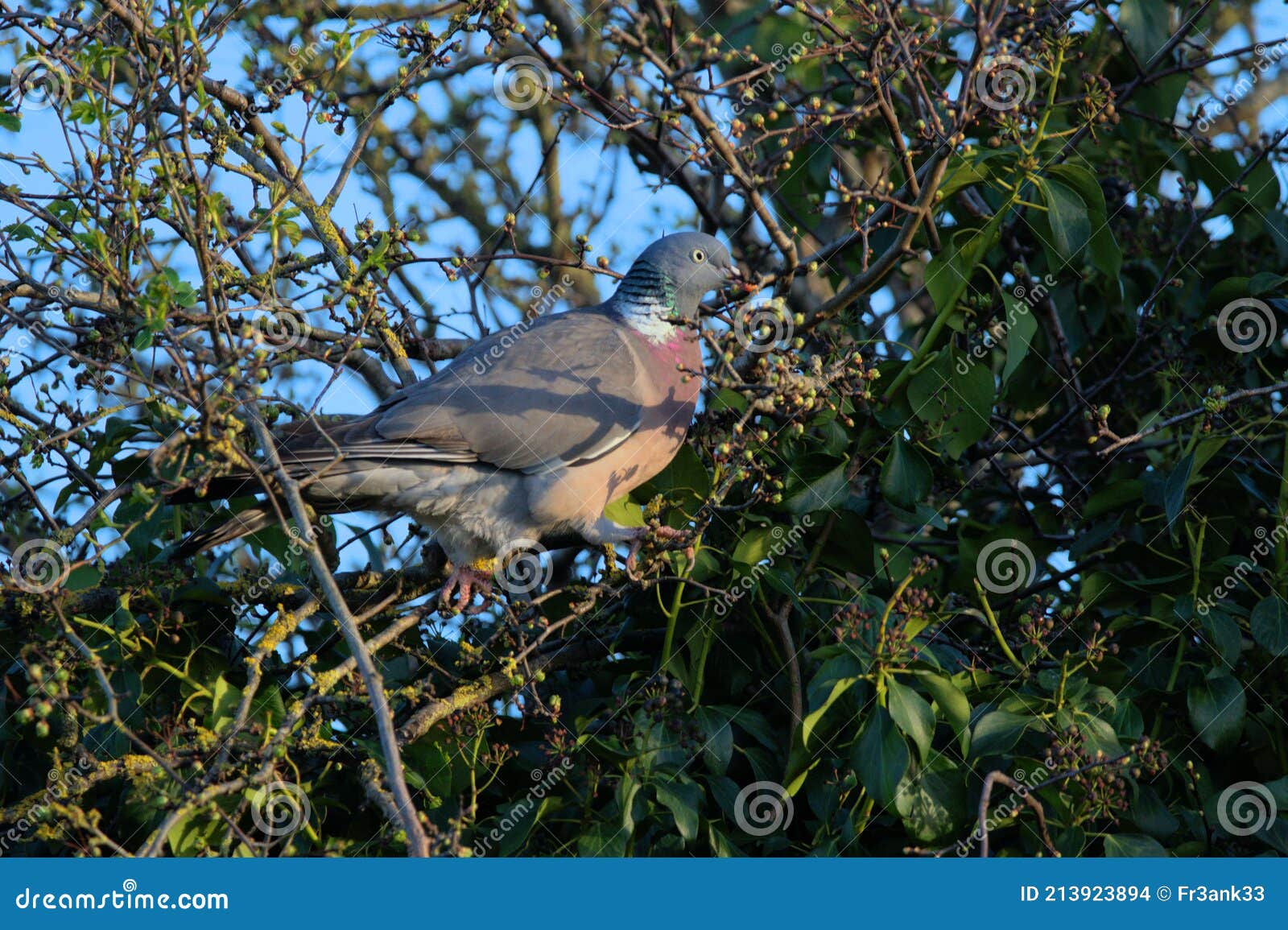 Pigeon in a tree stock photo. Image of tree, birds, perched - 213923894