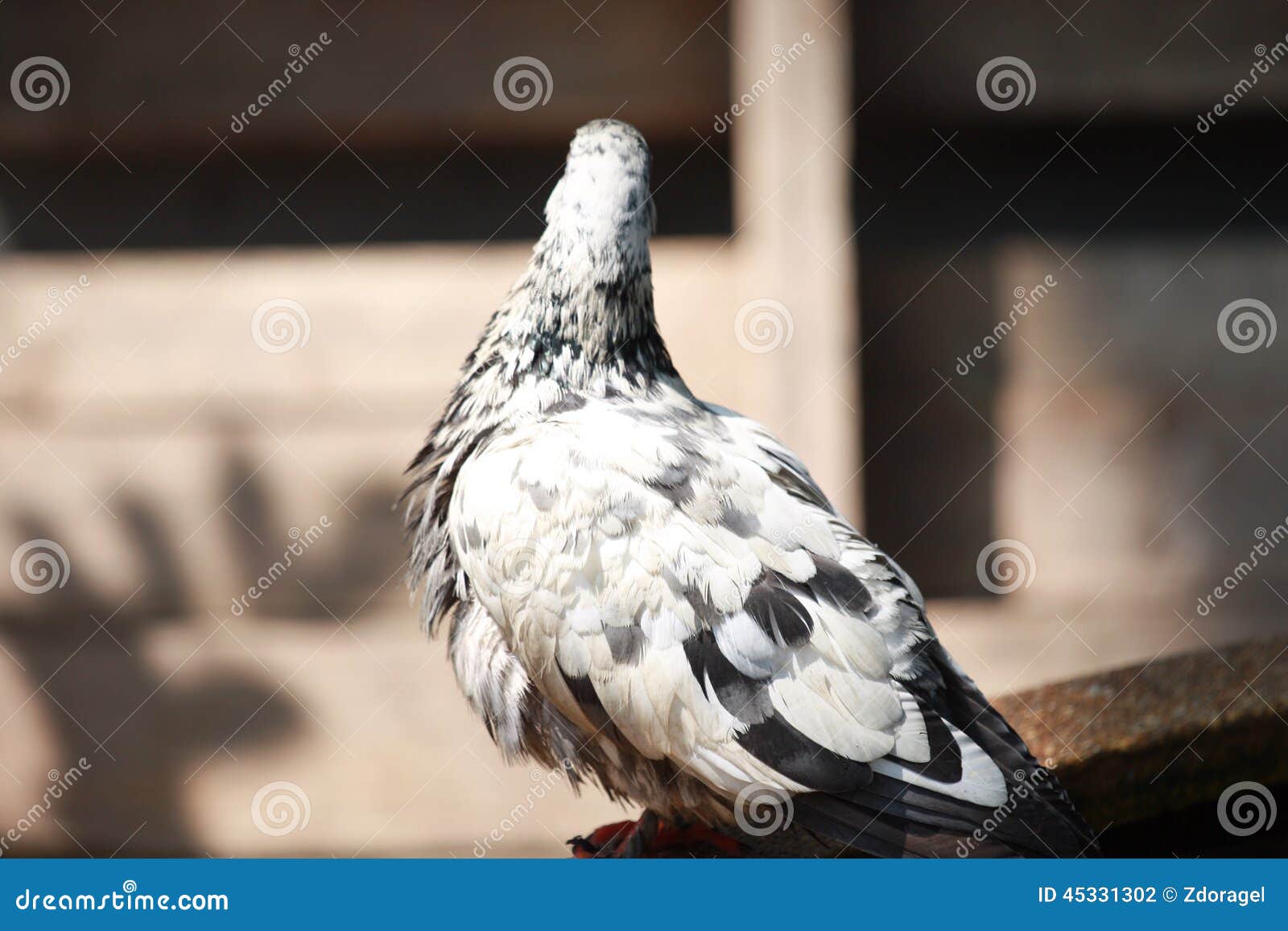 Pigeon turn around stock photo. Image of pigeon, animal - 45331302