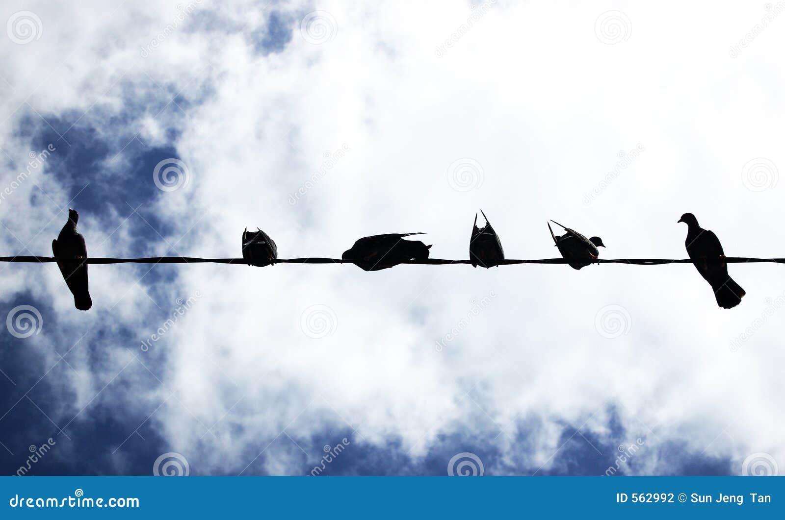 Pigeon under the sky stock photo. Image of birds, bird - 562992