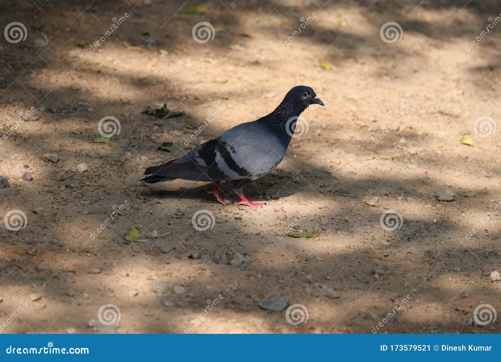 A pigeon under tree shadow stock image. Image of feathers - 173579521