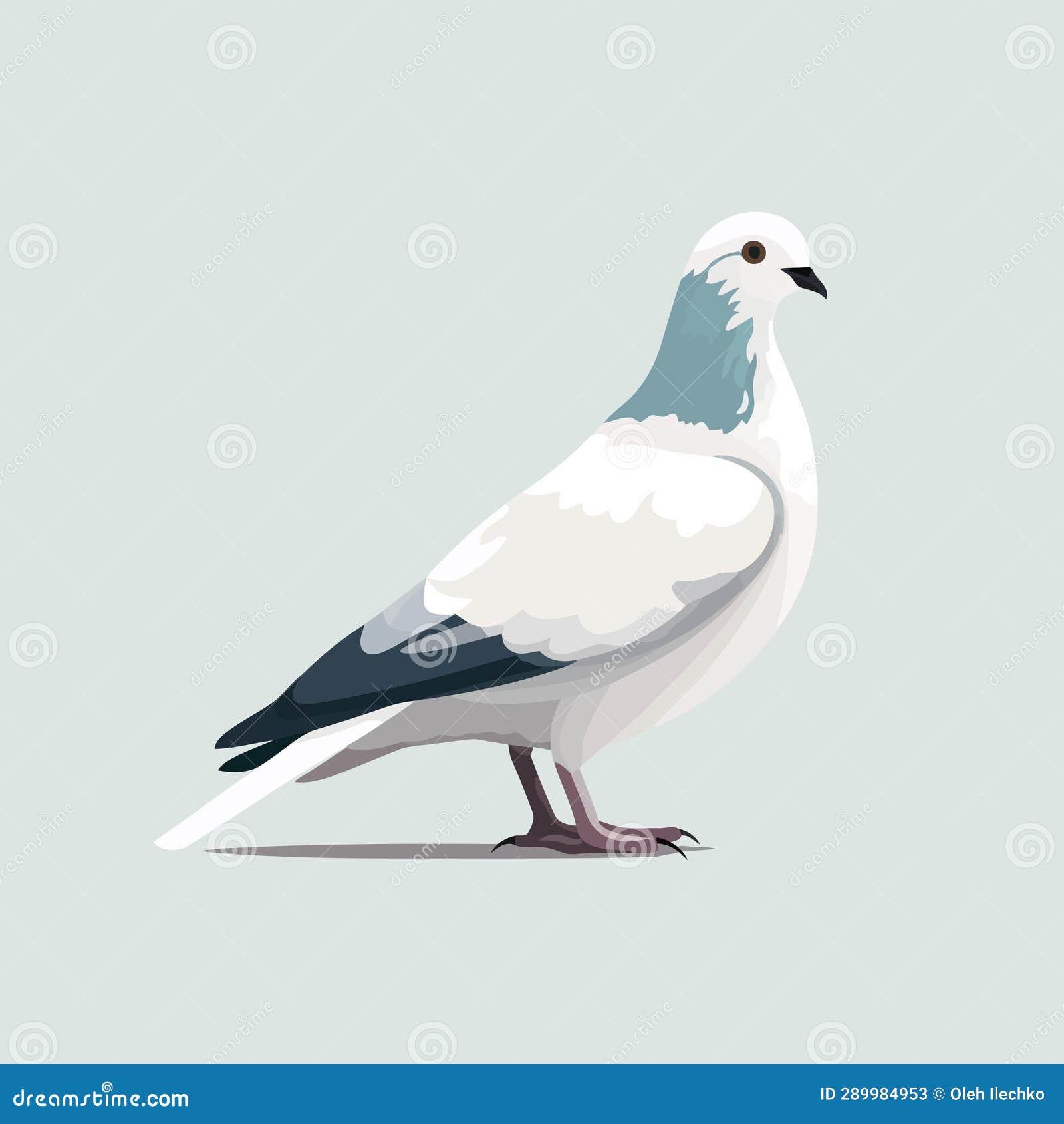Pigeon Vector Flat Minimalistic Asset Isolated Illustration Stock ...