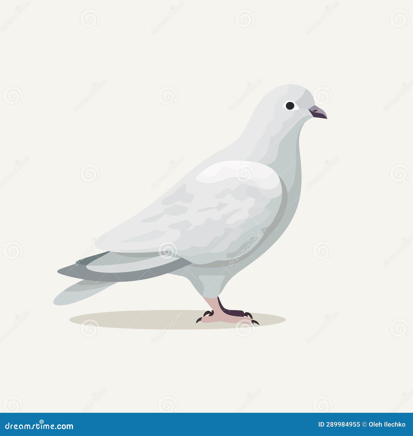 Pigeon Vector Flat Minimalistic Asset Isolated Illustration Stock ...