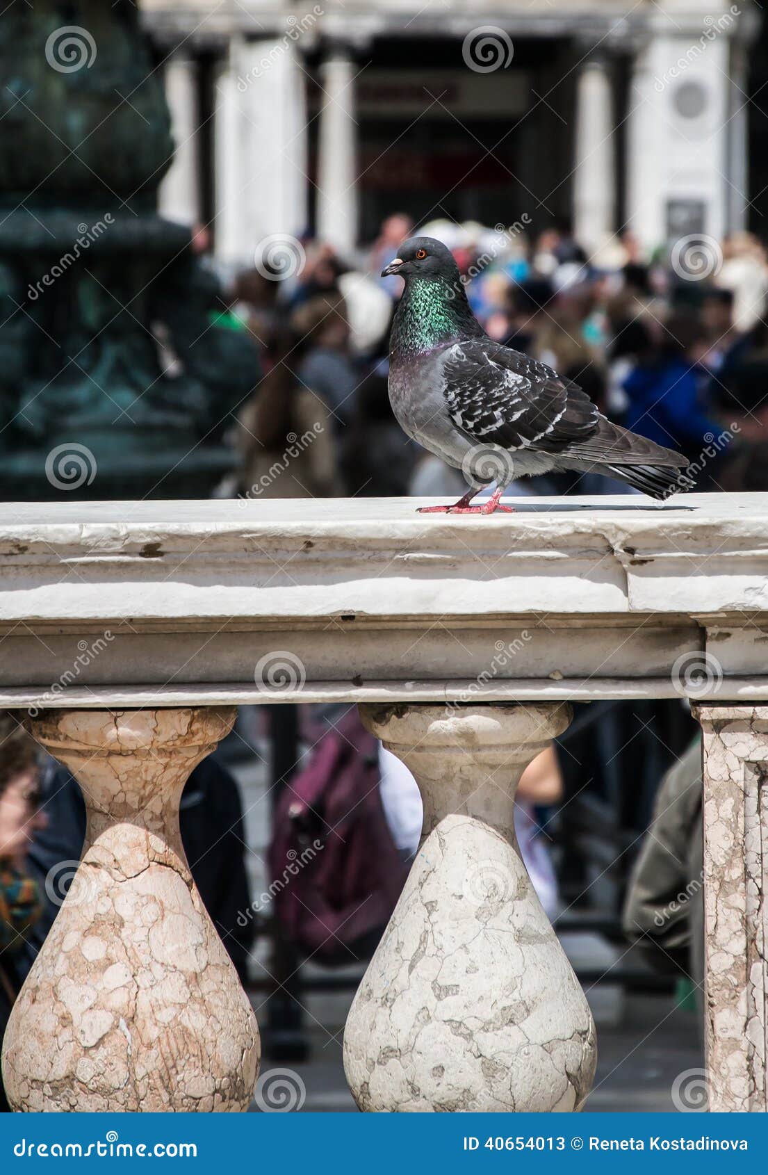 Pigeon, Venice, Italy stock image. Image of suitcase - 40654013