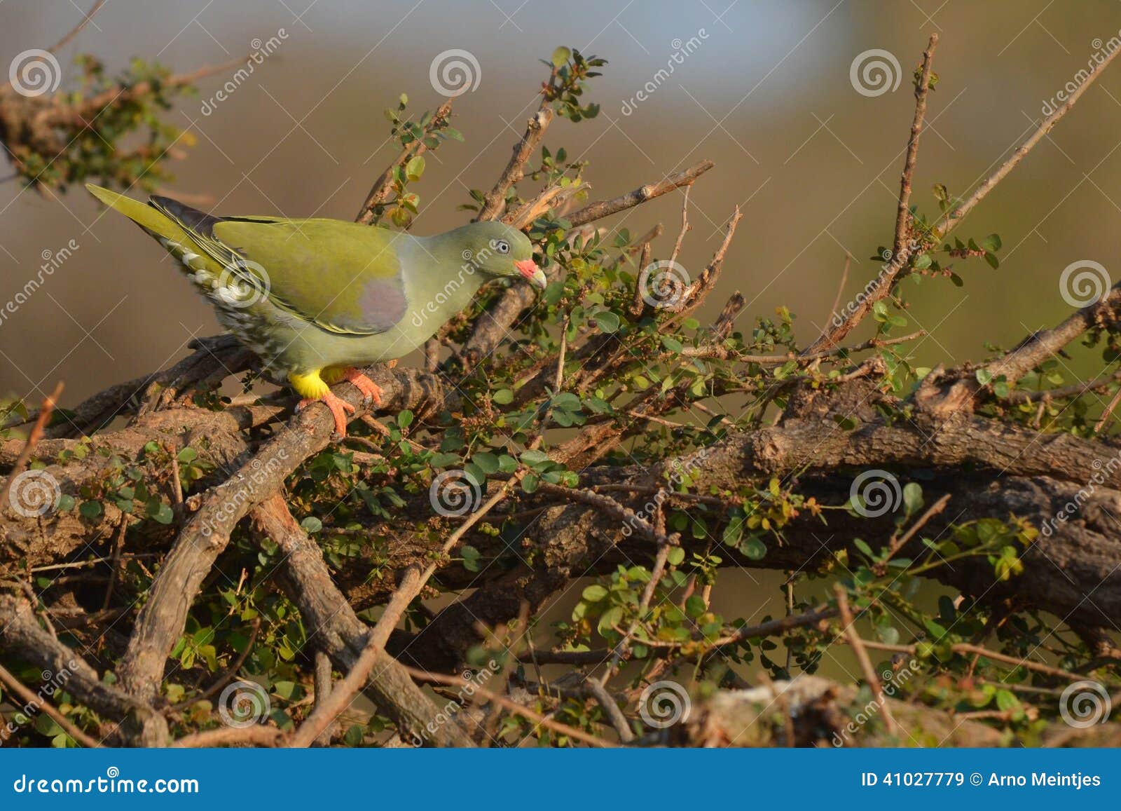 Pigeon Vert Africain (calva De Treron) Image stock - Image of sauvage ...