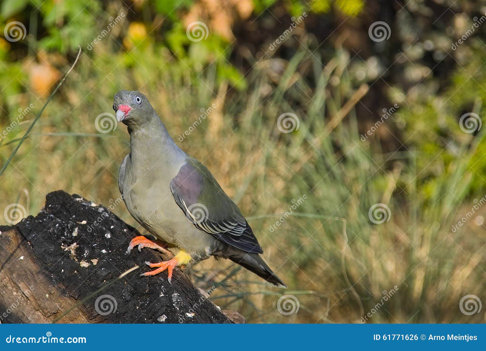 Pigeon Vert Africain (calva De Treron) Photo stock - Image du pigeon ...